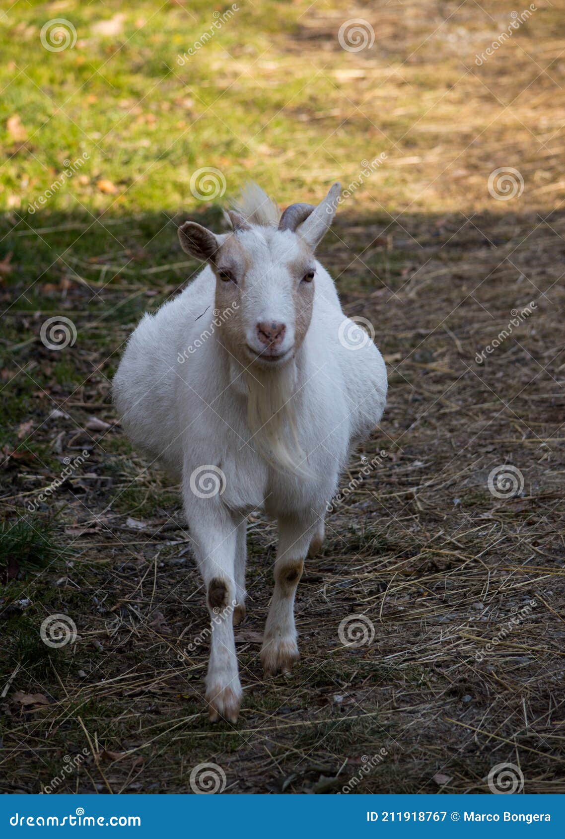 A nice little goat stock image. Image of grass, green - 211918767