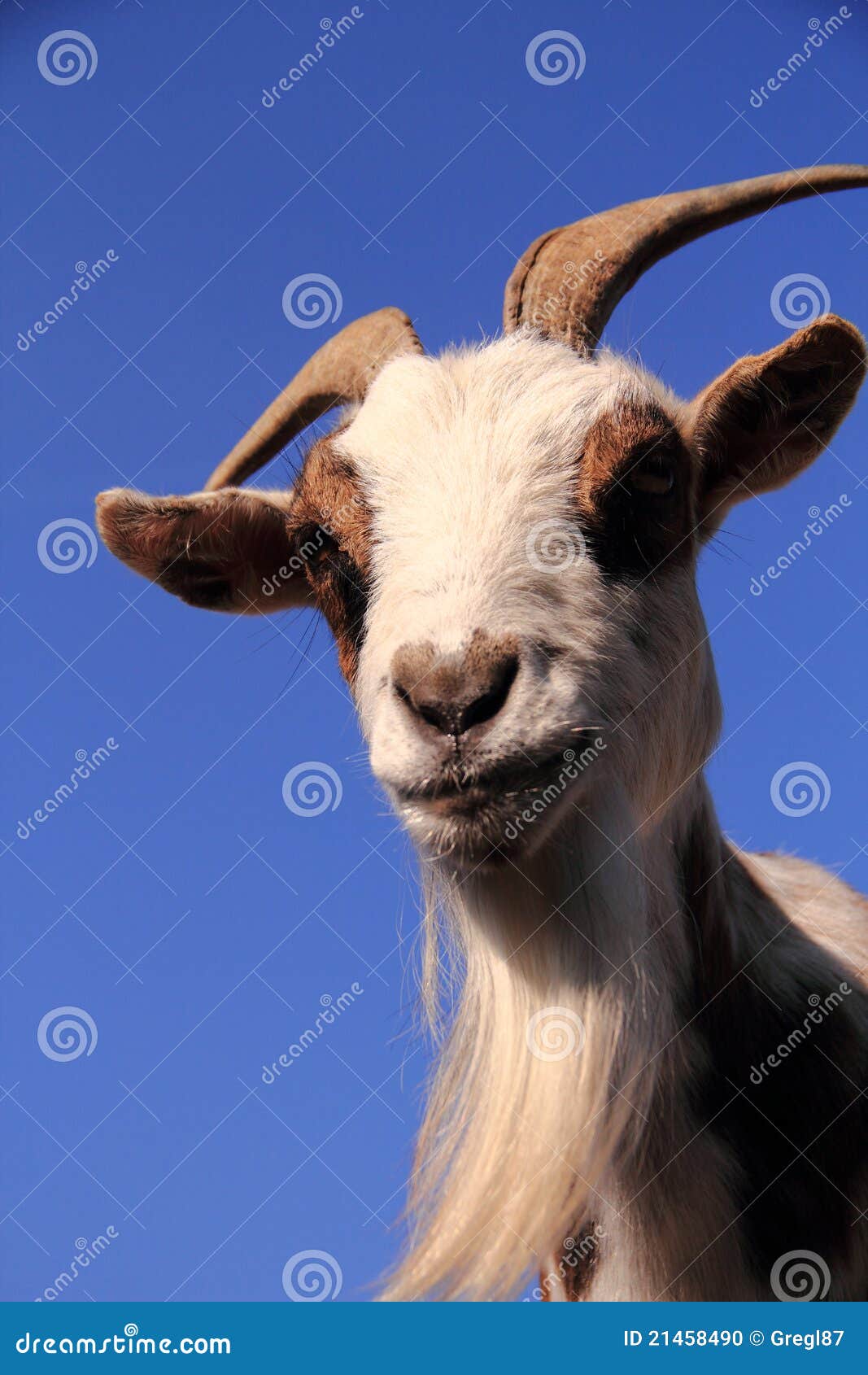 Goat stock photo. Image of face, goatee, goat, livestock - 21458490
