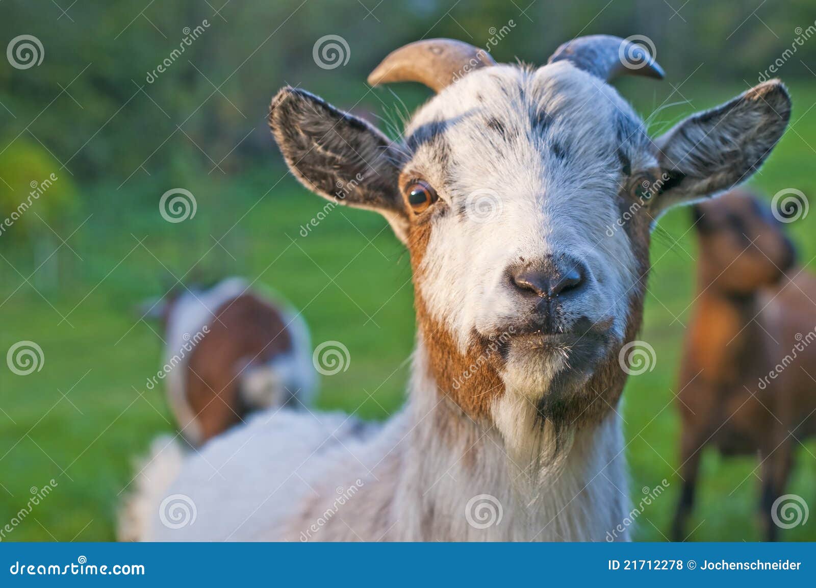 Goat stock photo. Image of cuddly, serious, head, closeup - 21712278