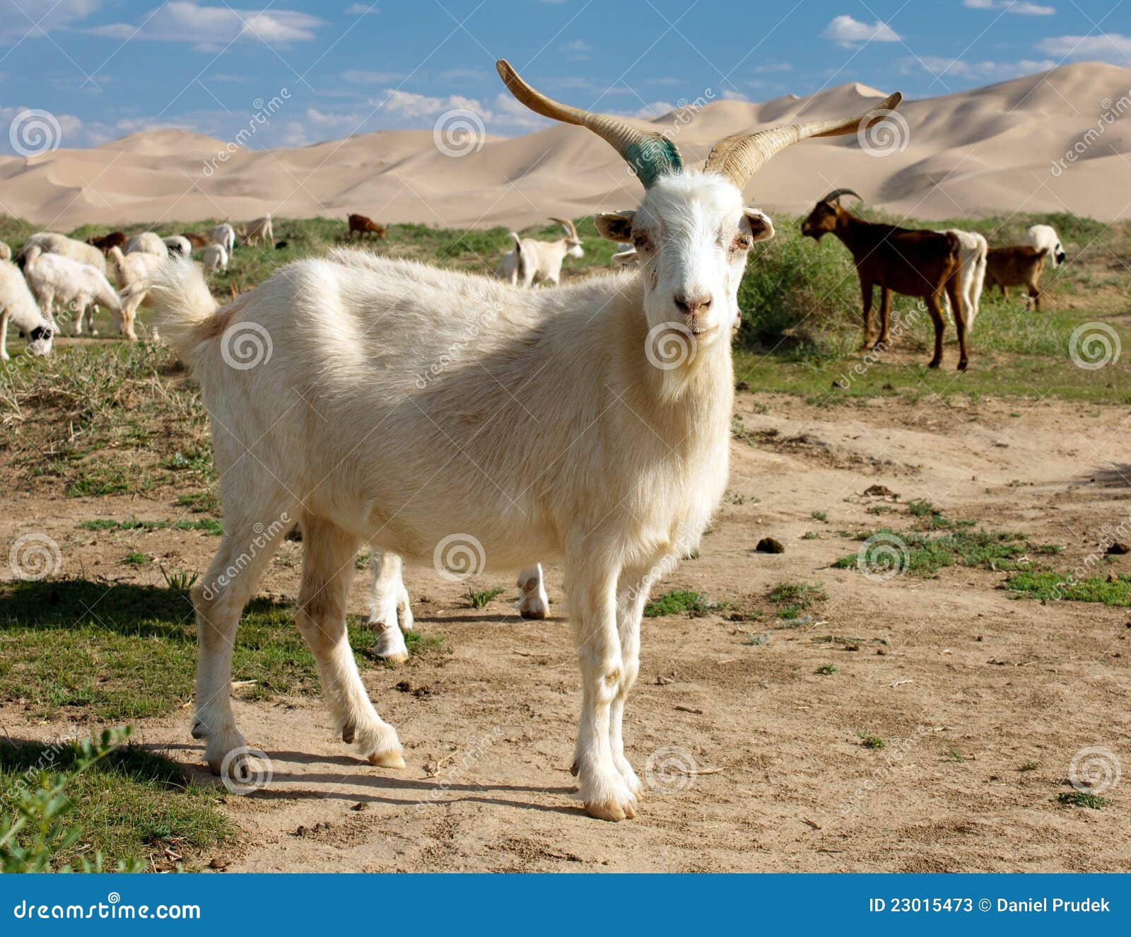 Goat stock image. Image of gobi, nanny, mongolian, mongolic - 23015473