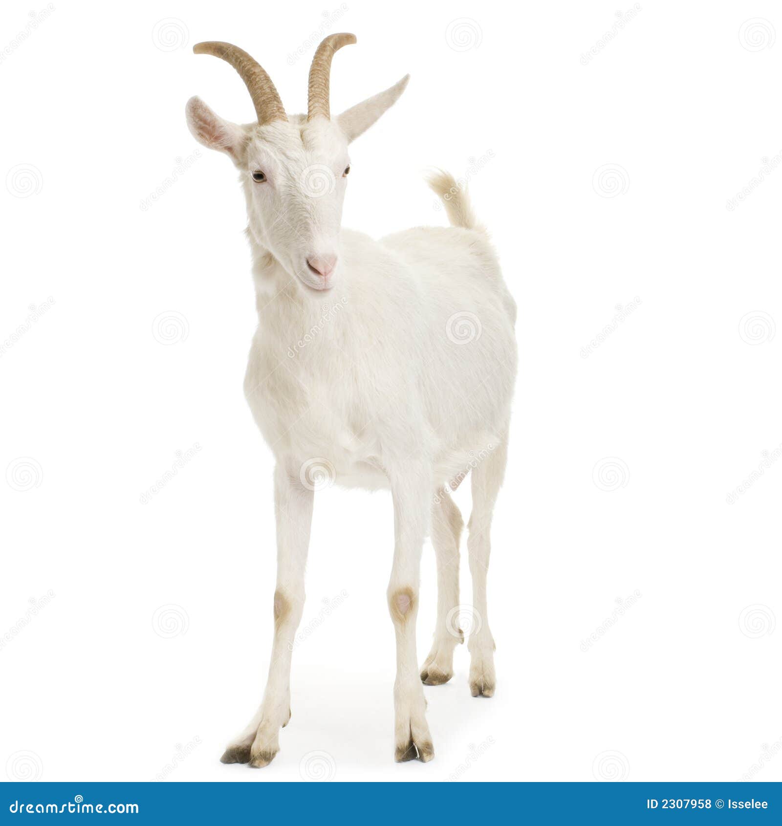 Goat stock photo. Image of studio, vertebrate, goat, mammal - 2307958