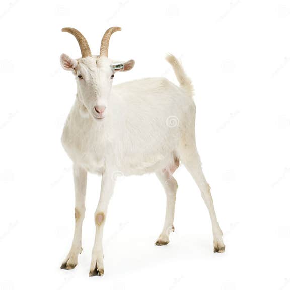 Goat stock photo. Image of mammal, agriculture, isolated - 2307962