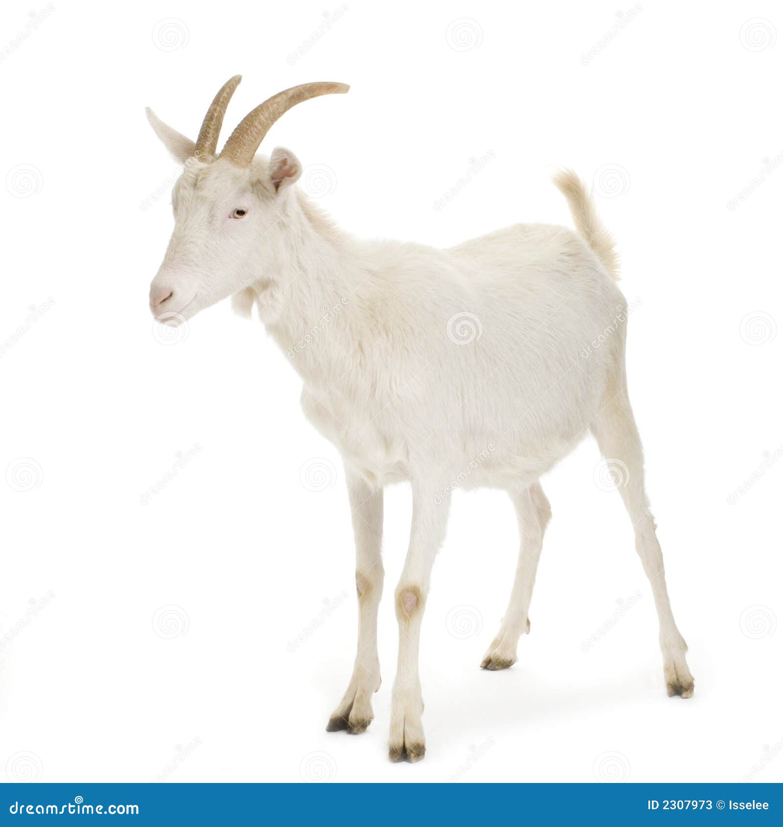 Goat Royalty-Free Stock Photography | CartoonDealer.com #140303411