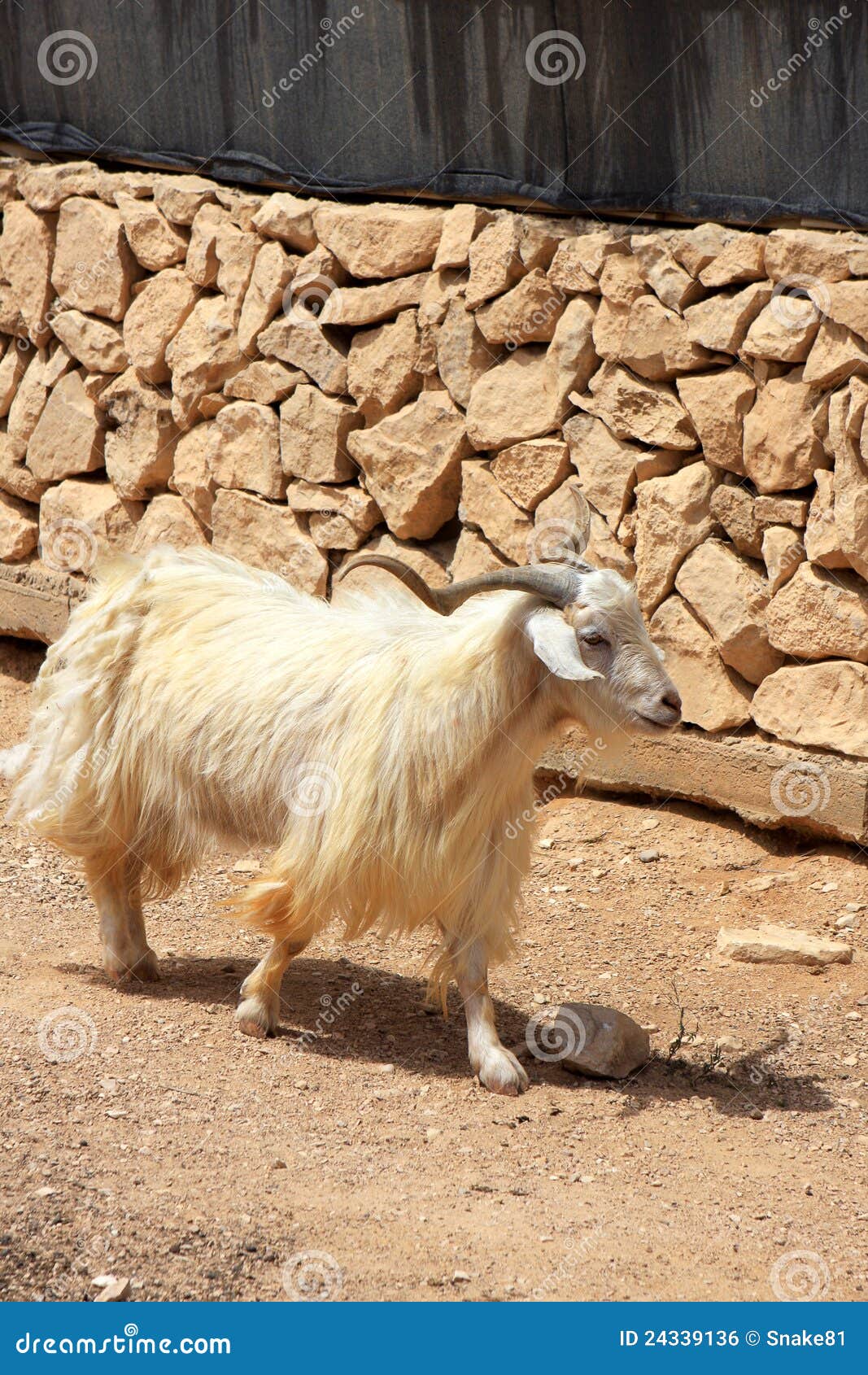 Goat stock photo. Image of israel, country, nature, environment - 24339136