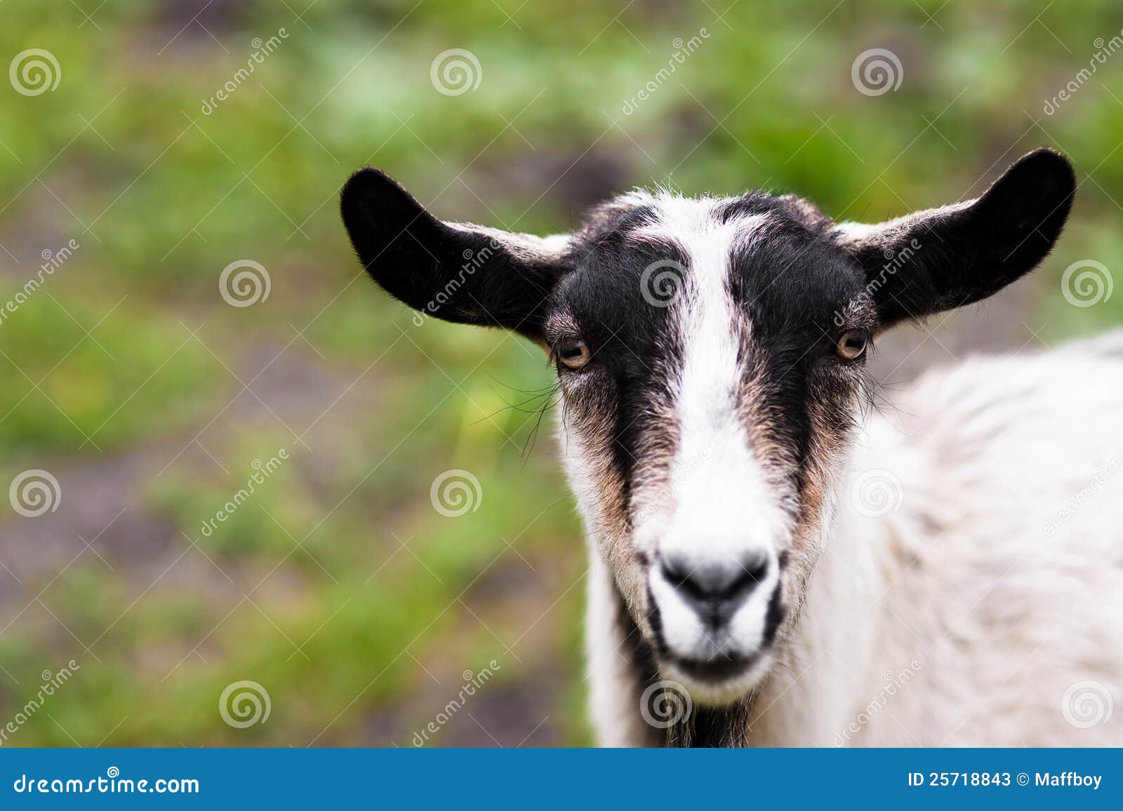 Goat stock image. Image of farming, mammal, baby, spring - 25718843
