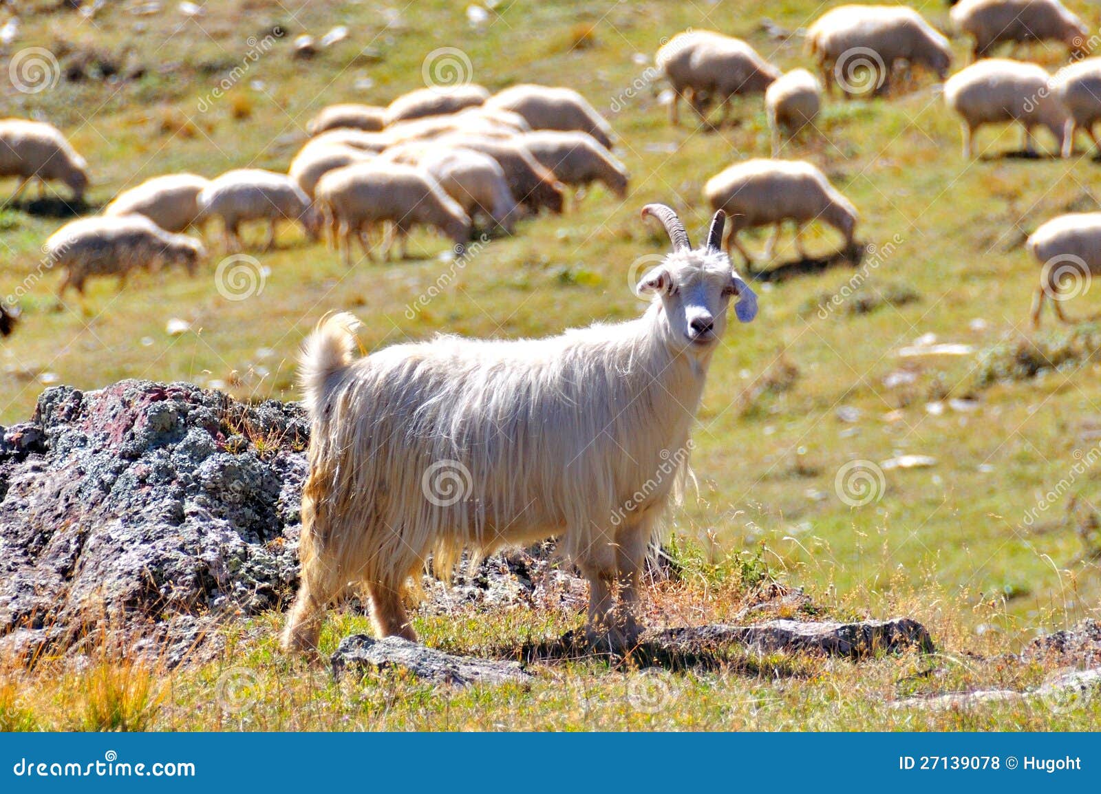Male Alpha Goat Stock Photos - Free & Royalty-Free Stock Photos from ...