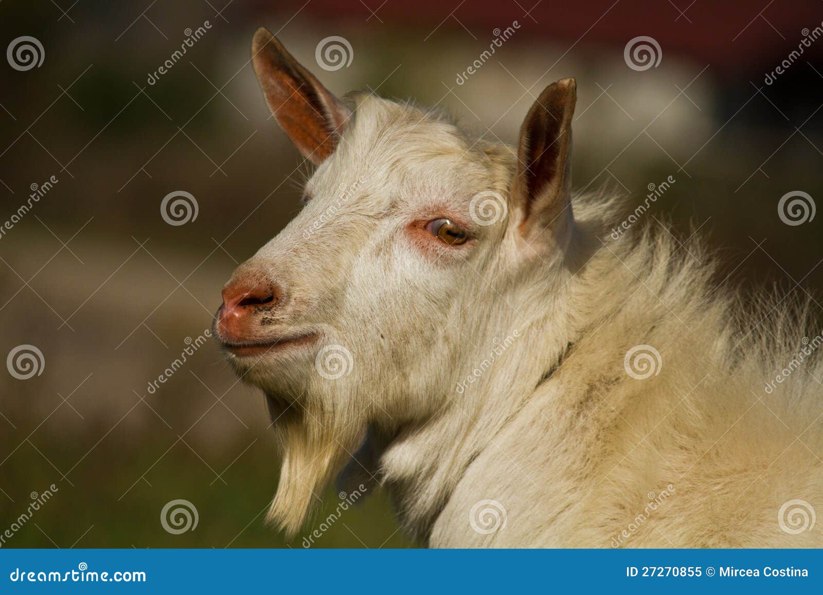 Goat stock image. Image of closeup, background, animal - 27270855