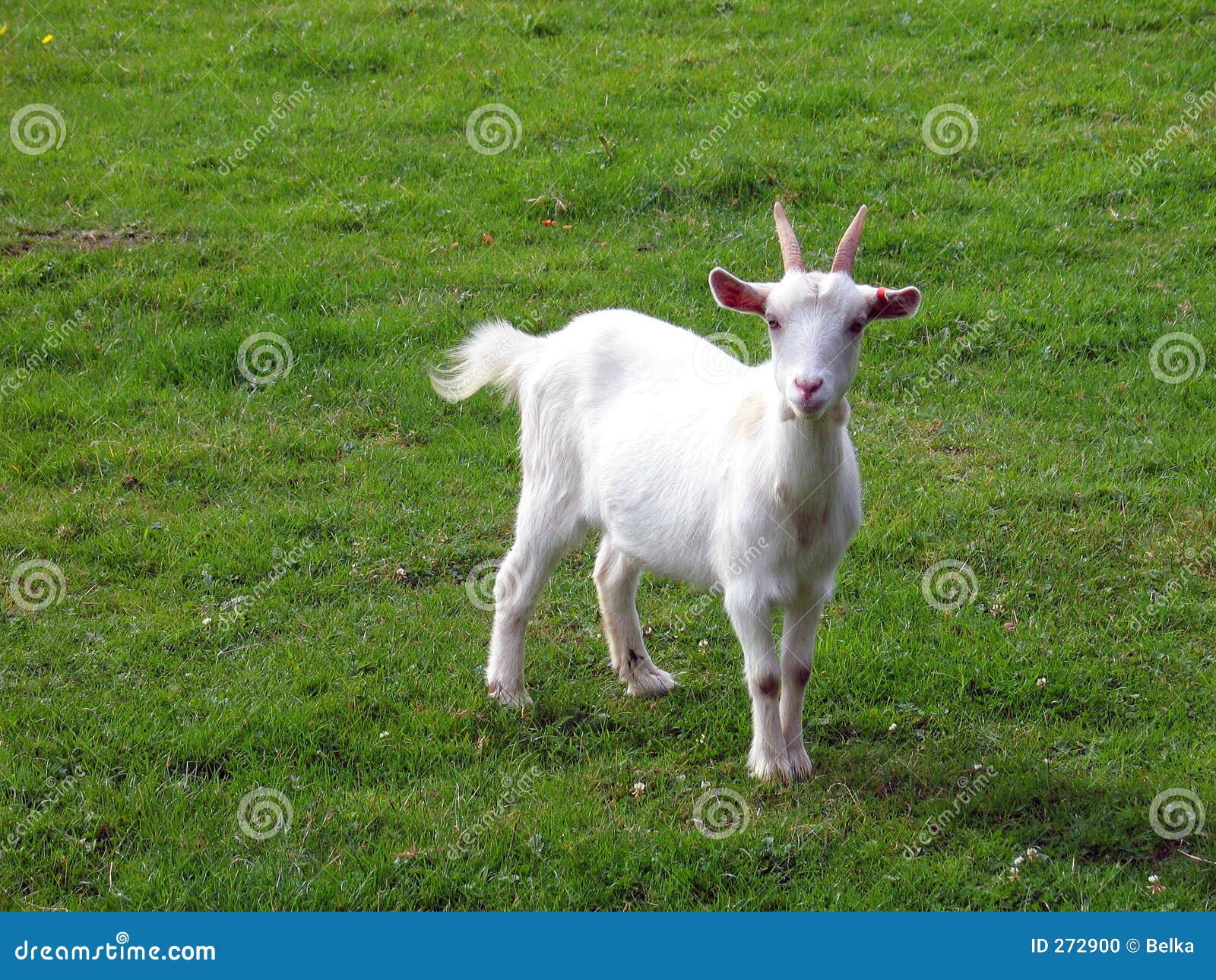 Goat stock photo. Image of mead, meadow, farms, animals - 272900