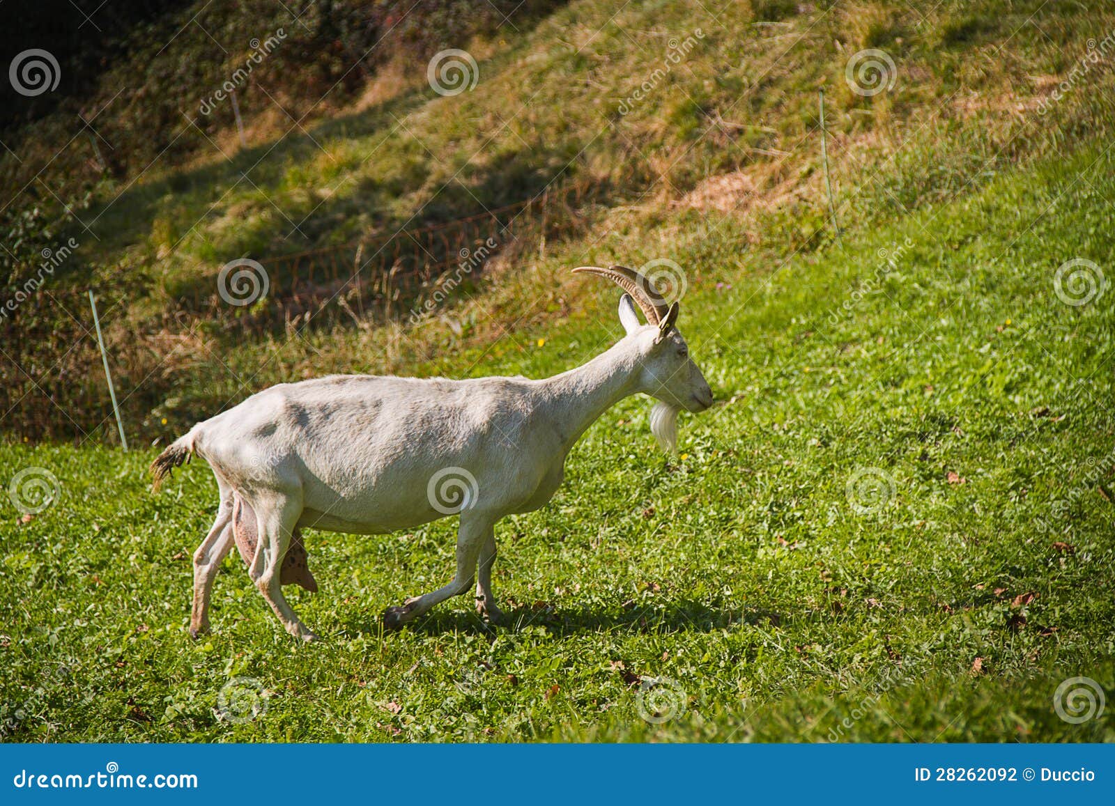 Goat stock photo. Image of natural, breeding, goat, outdoor - 28262092