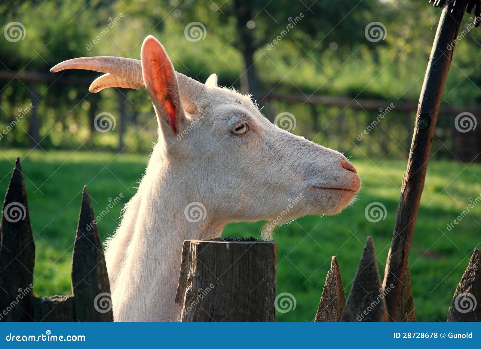 Goat stock photo. Image of mammals, close, grazing, expression - 28728678