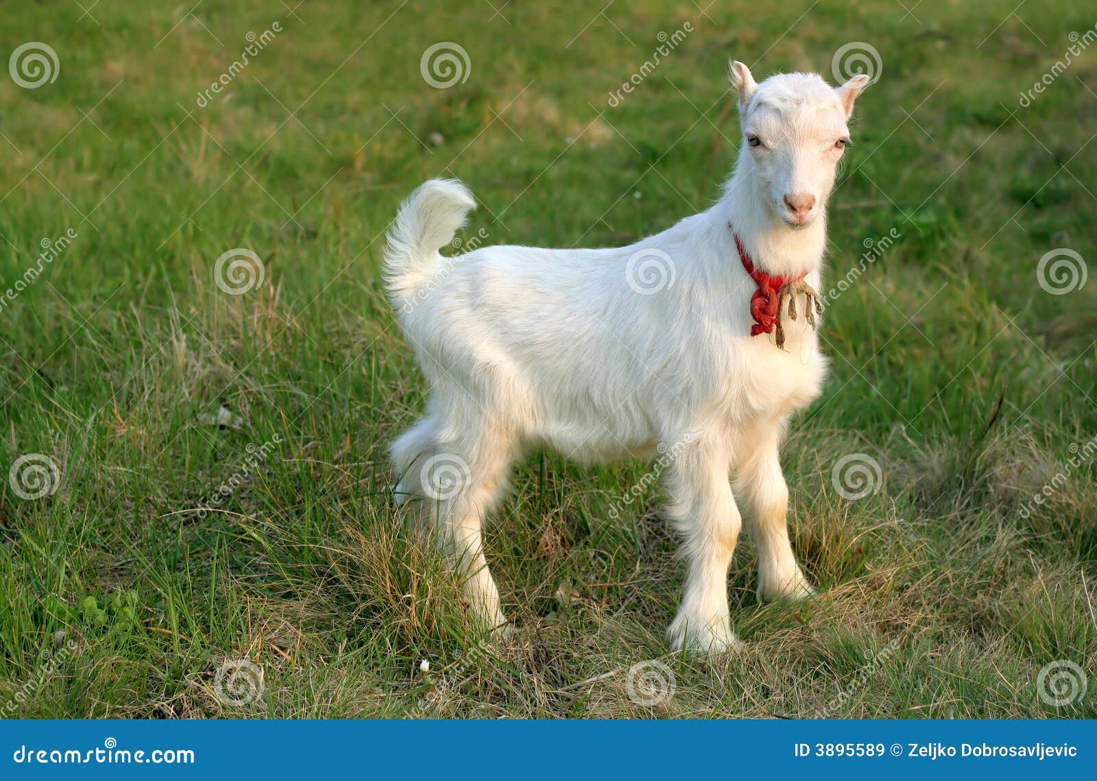 Goat stock image. Image of trench, grass, domestic, meat - 3895589