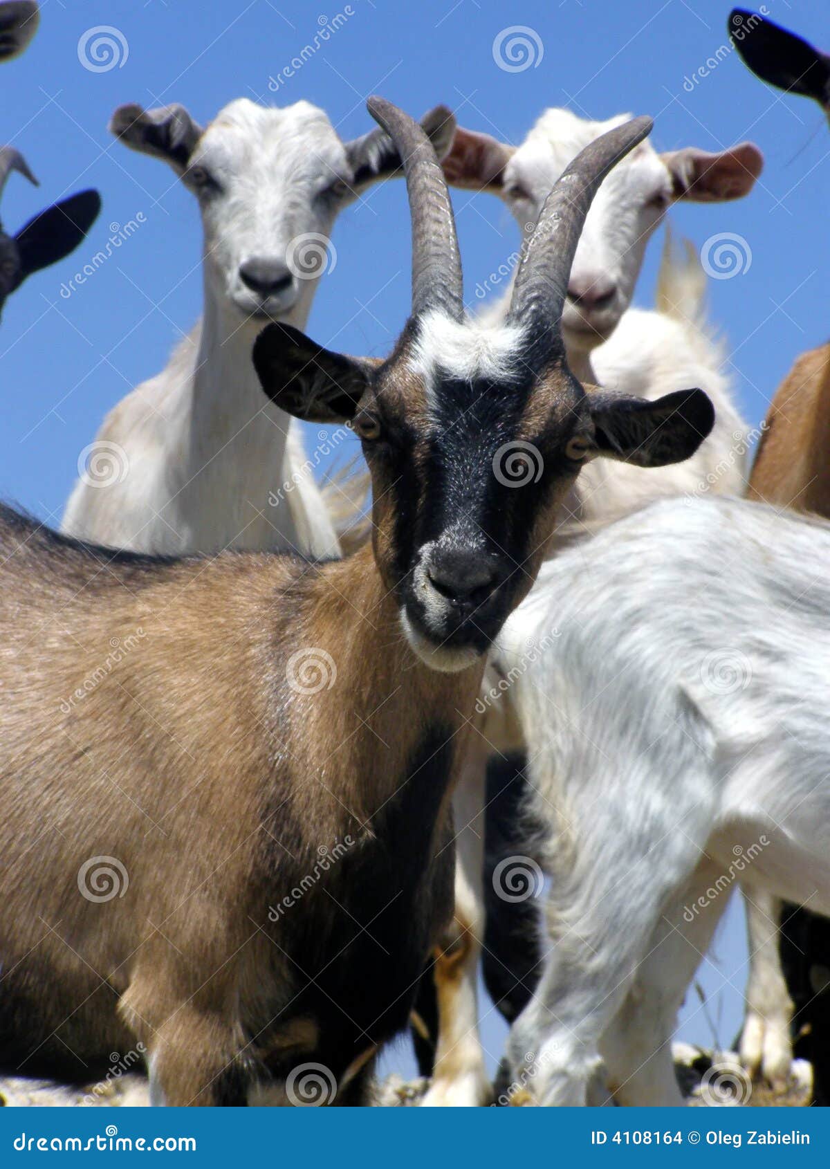 Goat stock photo. Image of stare, standing, nature, climbing - 4108164