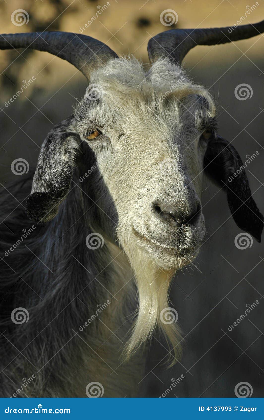 Goat stock image. Image of country, animal, sunlight, mammal - 4137993