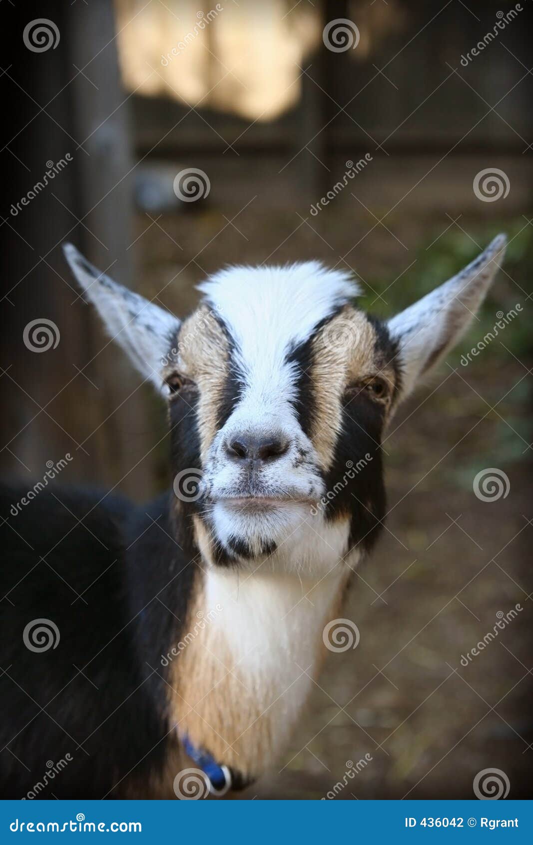 Goat Picture. Image: 436042