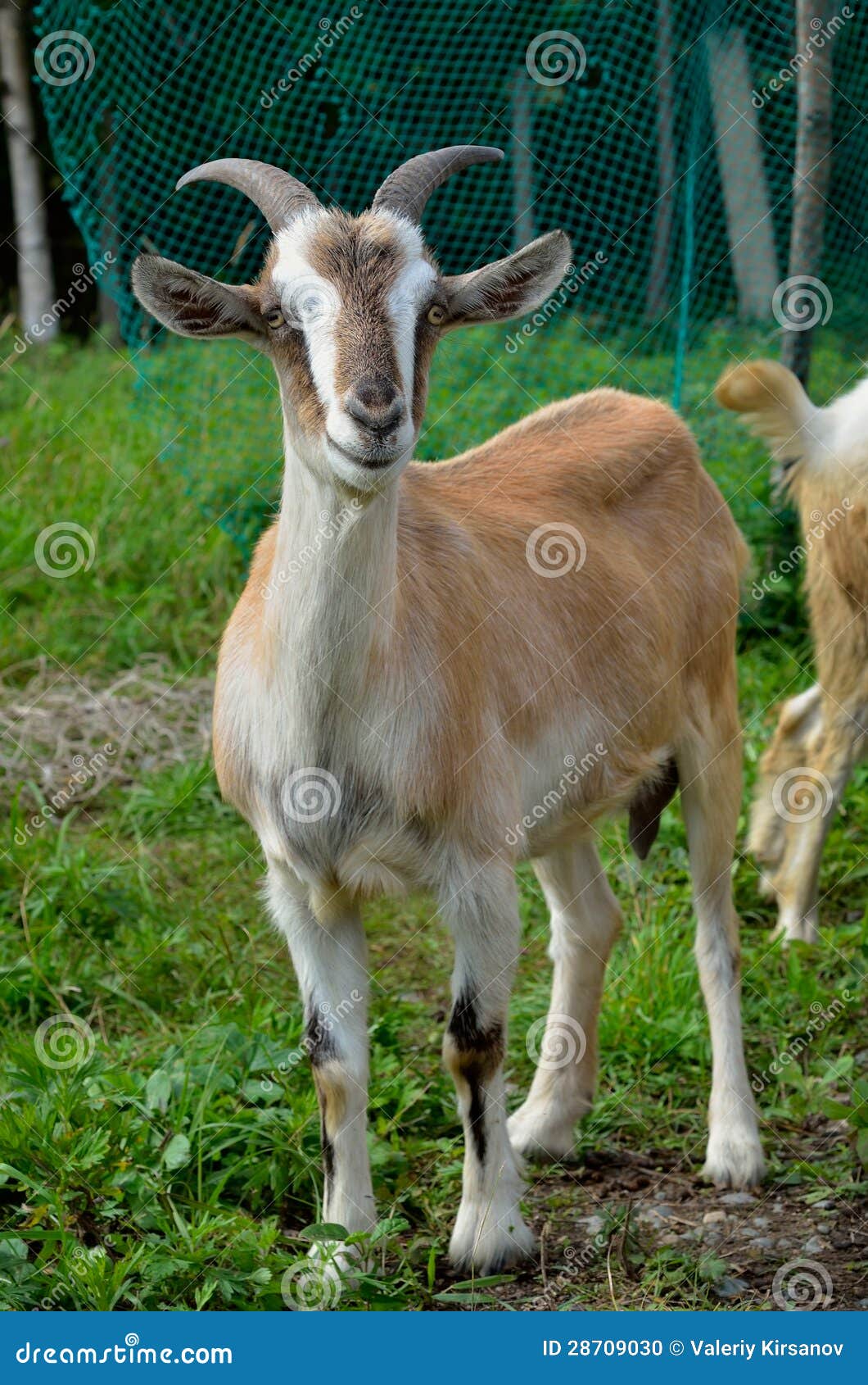 Goat 5 stock photo. Image of agriculture, vertical, nannygoat - 28709030