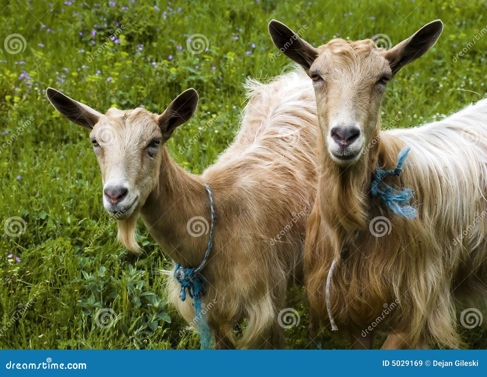 Goat stock image. Image of green, nature, ranch, outdoors - 5029169