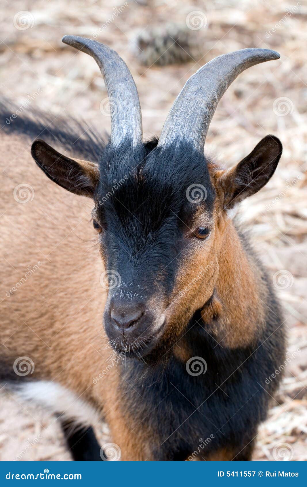 Goat stock image. Image of milk, field, furry, barnyard - 5411557