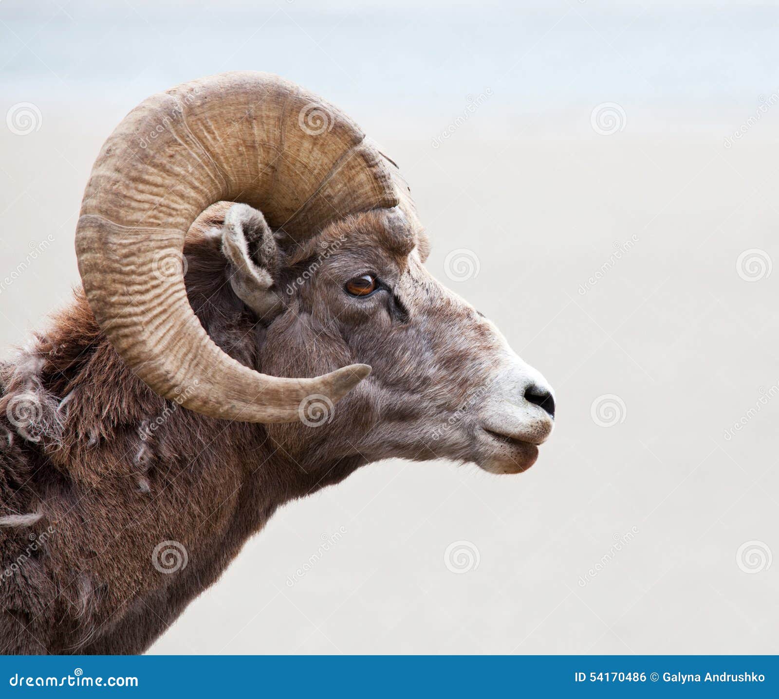 Goat stock photo. Image of horn, taurus, brown, goat - 54170486