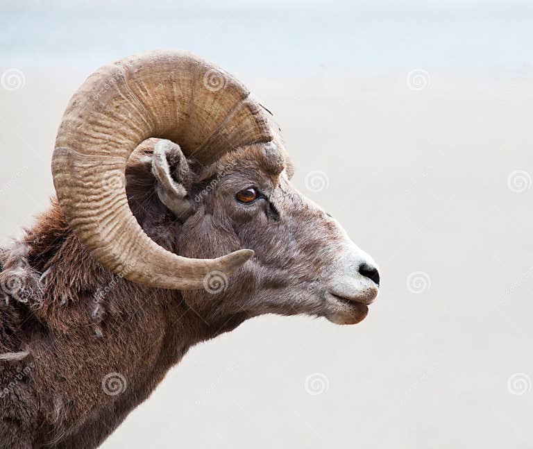Goat stock photo. Image of horn, taurus, brown, goat - 54170486