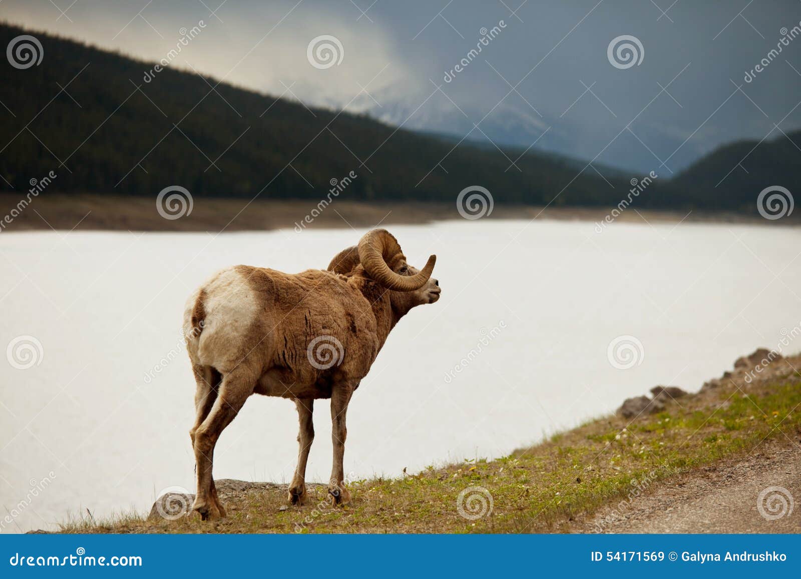 Goat stock image. Image of sheep, animal, taurus, goat - 54171569