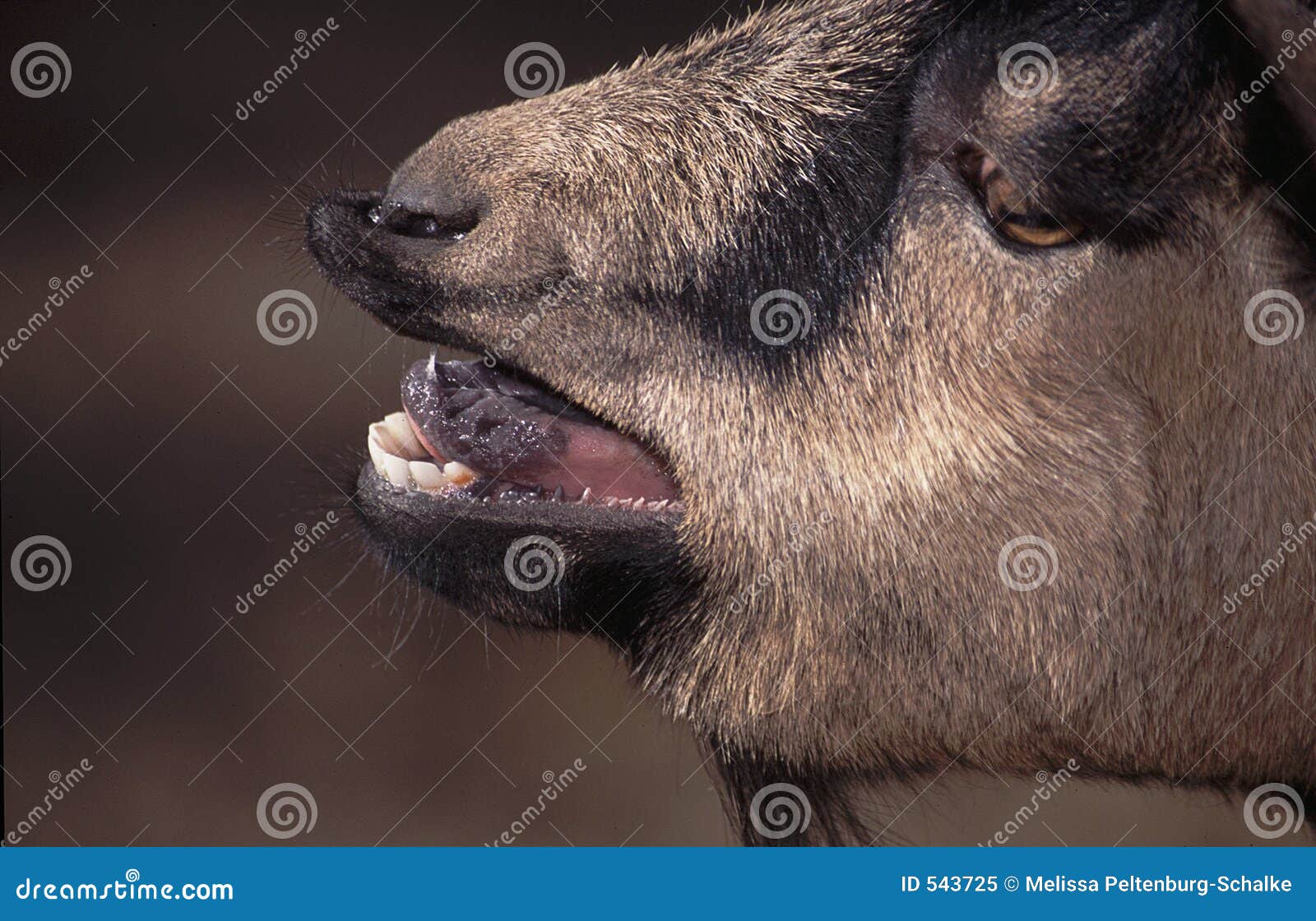 Goat stock image. Image of farm, teeth, animal, mammal - 543725