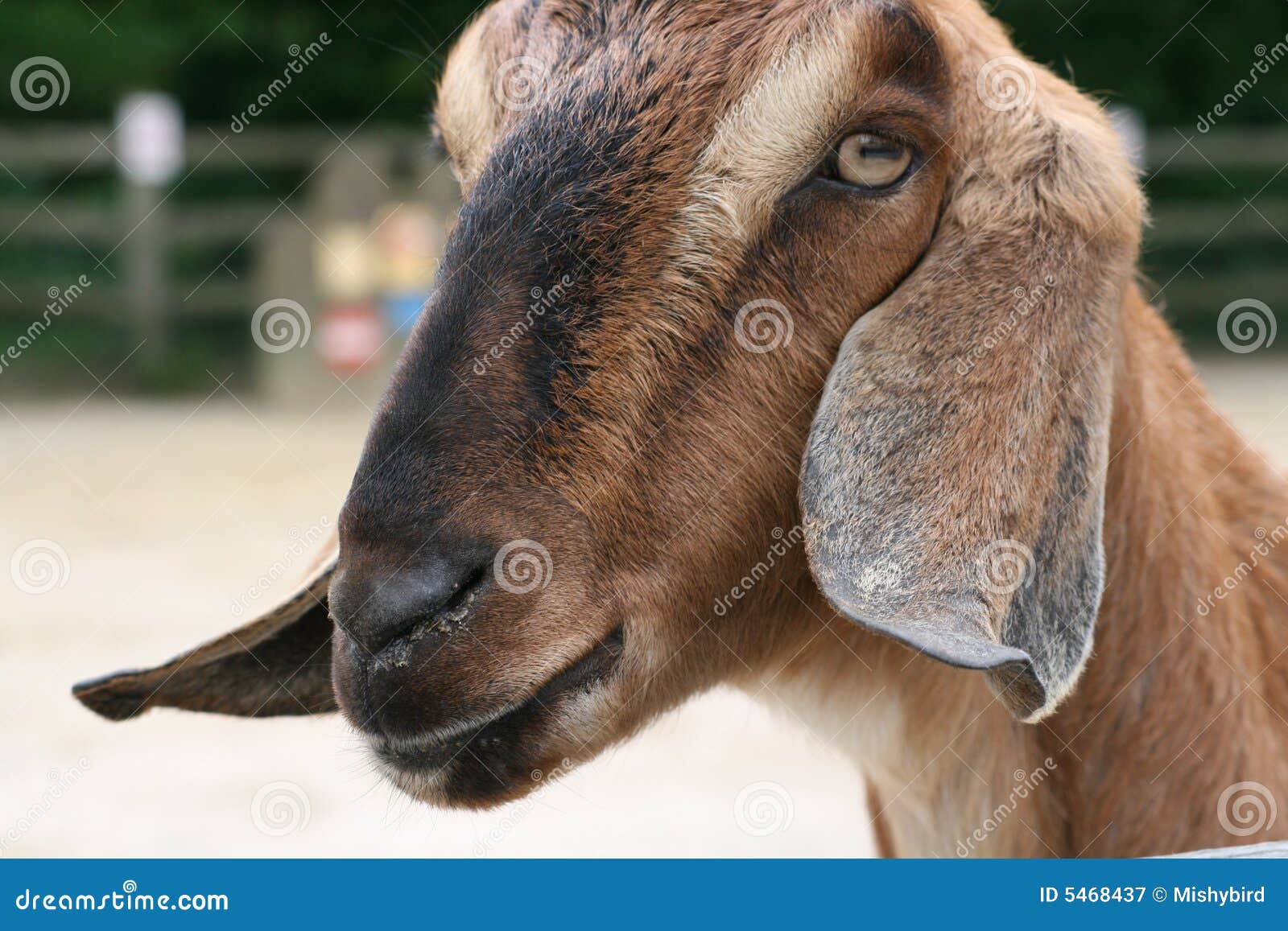 Goat stock image. Image of furry, face, farm, brown, goat - 5468437