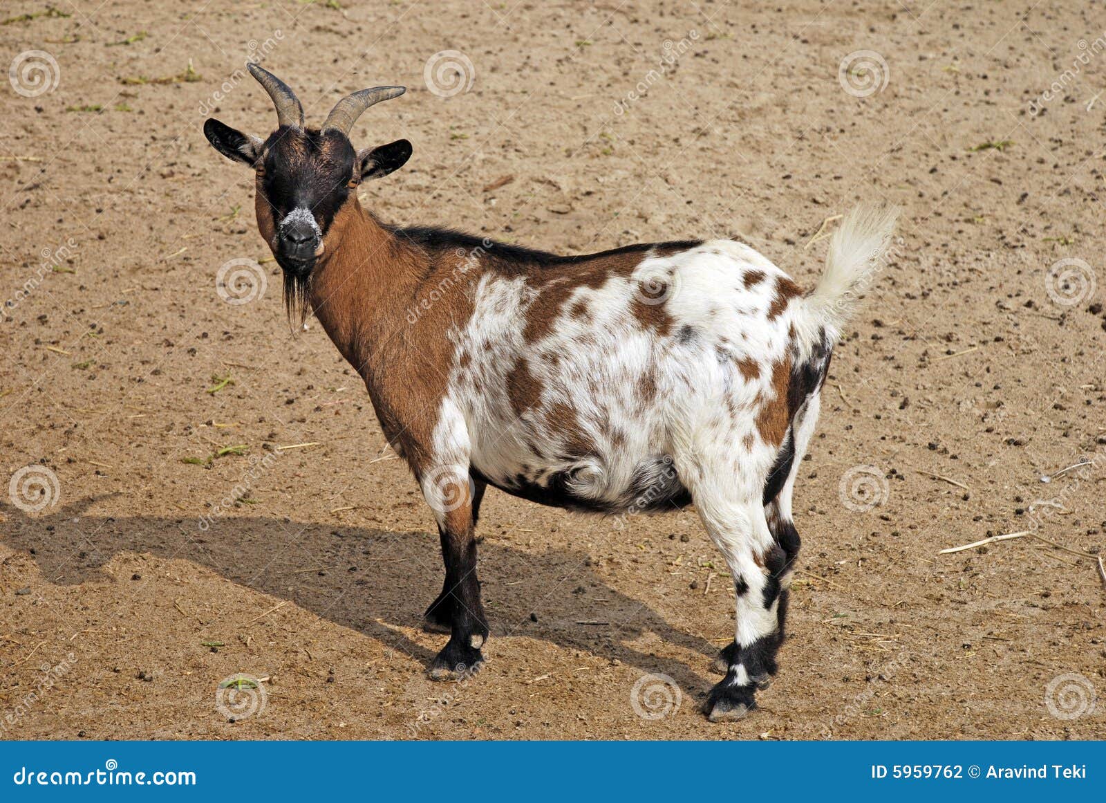 Goat stock photo. Image of asia, farm, nature, mammal - 5959762