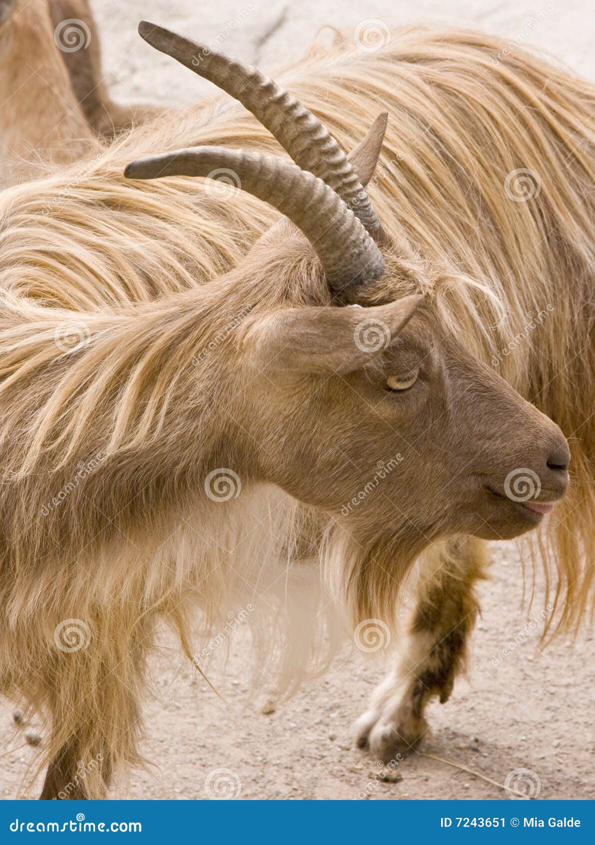109 Goat Turn Stock Photos - Free & Royalty-Free Stock Photos from ...