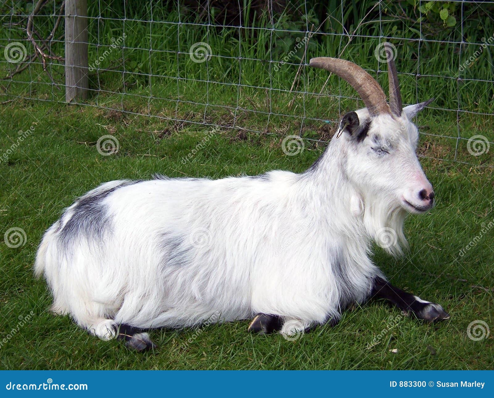 Goat stock photo. Image of billy, beast, biology, hoofs - 883300