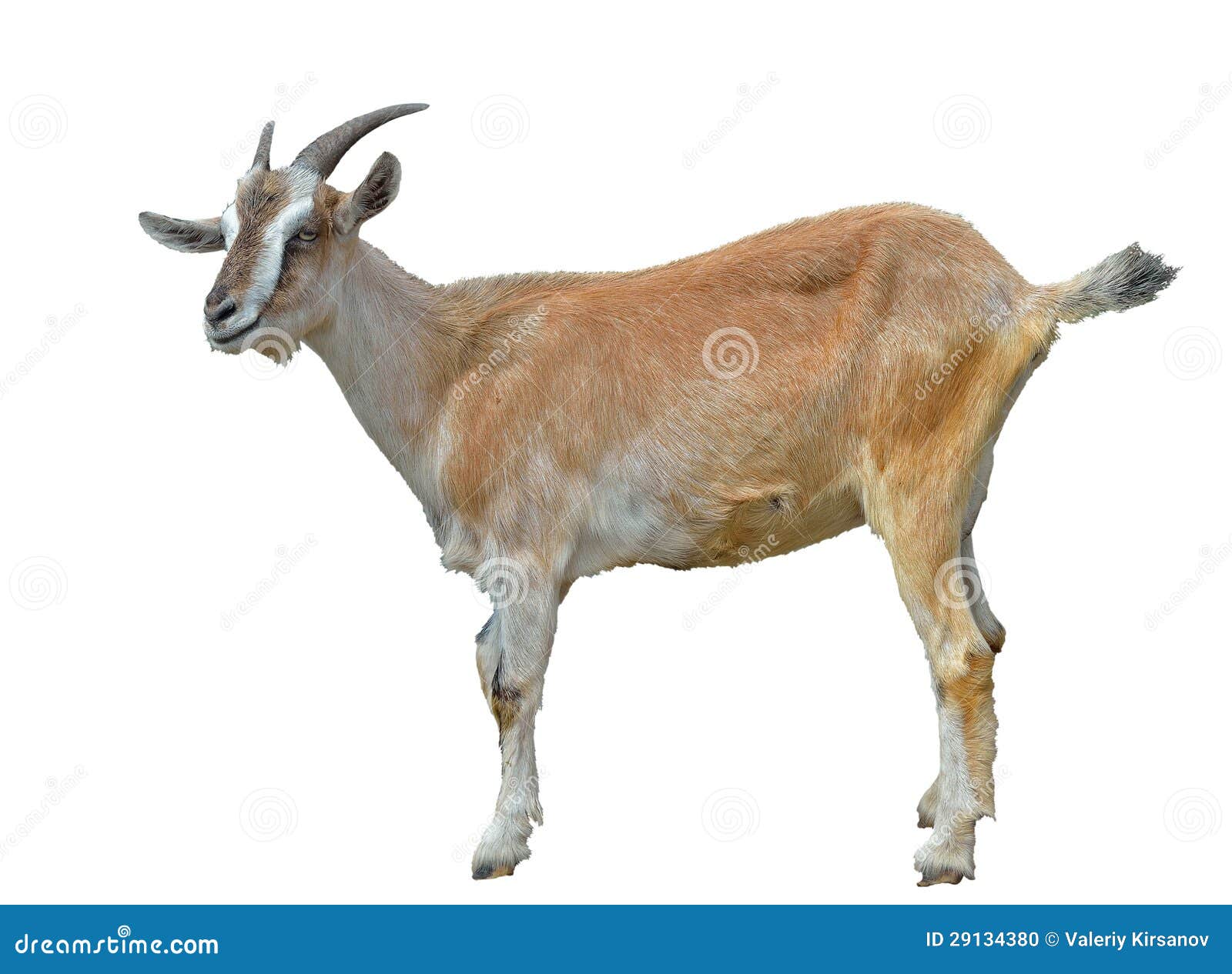 Goat 9 stock photo. Image of brown, mammal, livestock - 29134380