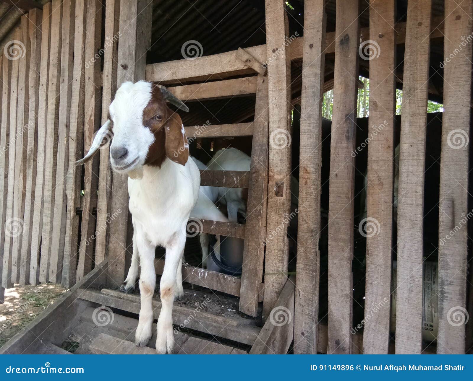 Goat stock photo. Image of malaysia, animal, goat, male - 91149896