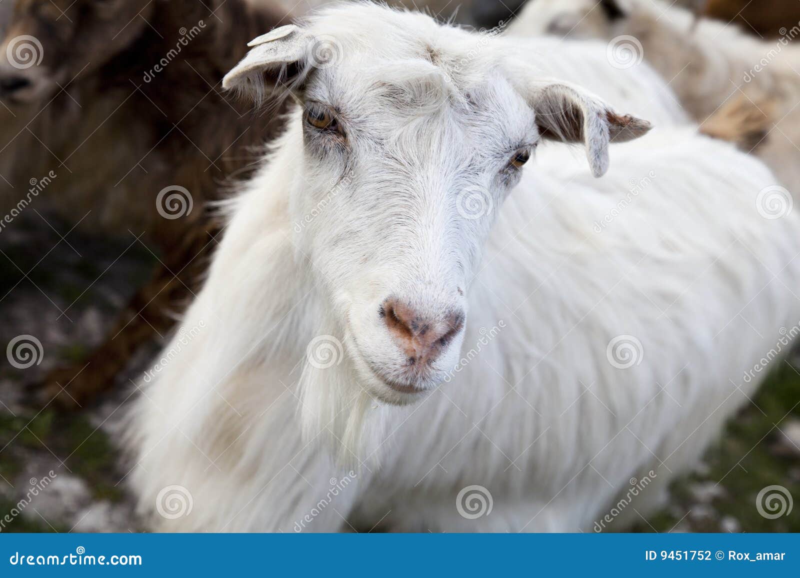 Goat stock photo. Image of animal, white, country, snout - 9451752