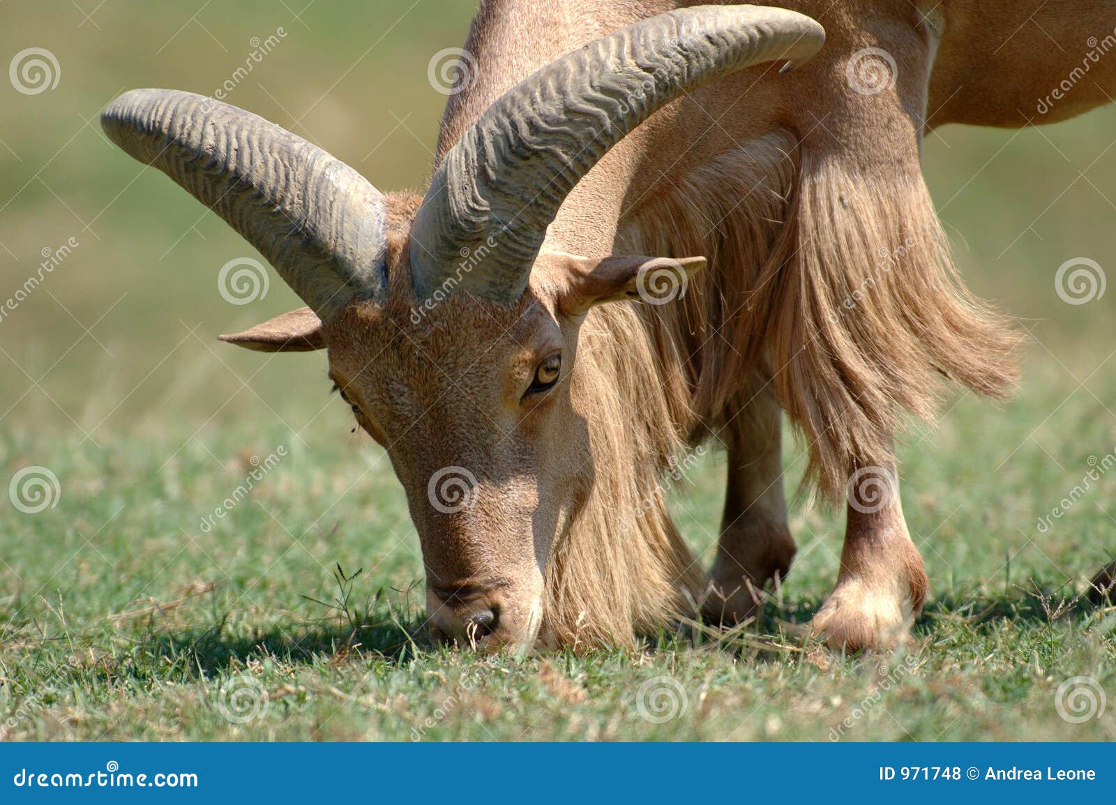 Goat Picture. Image: 971748