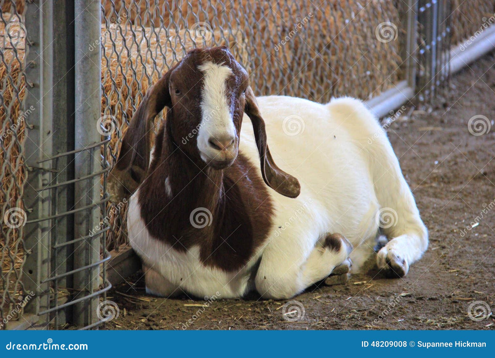 Goat stock photo. Image of alone, goat, barnyard, fair - 48209008