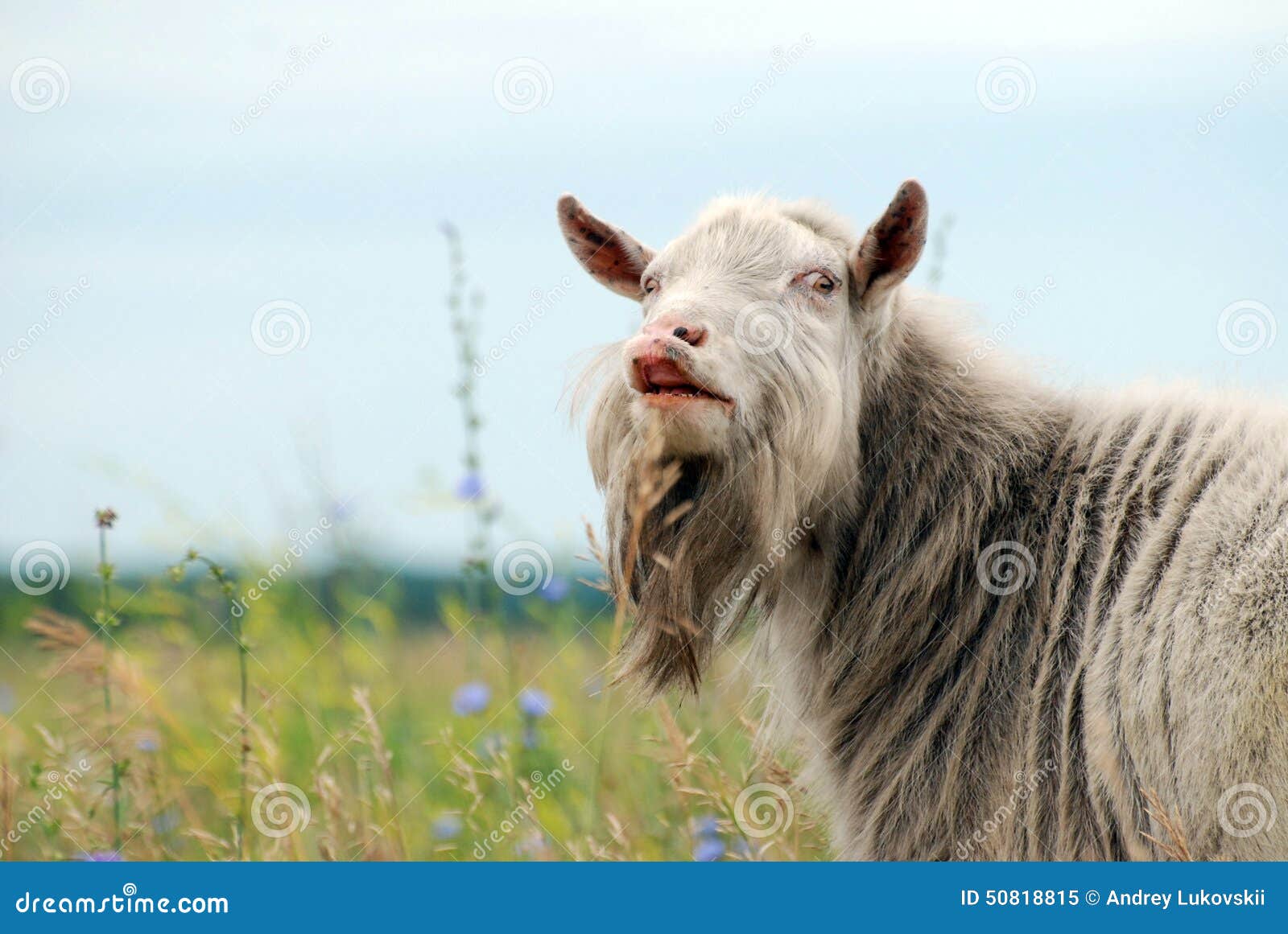 Goat Aggressive Leader Looks Stock Image - Image of herd, goat: 50818815