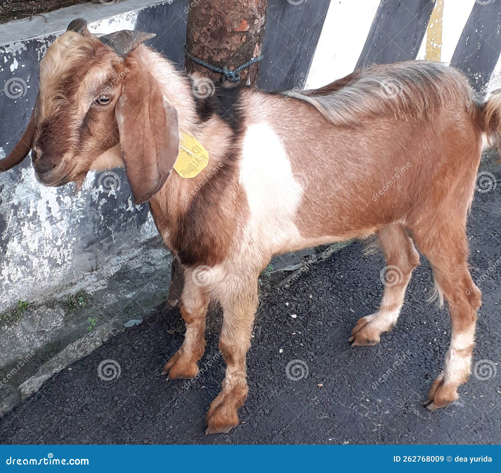 Goat alone and lonely editorial stock image. Image of alone - 262768009