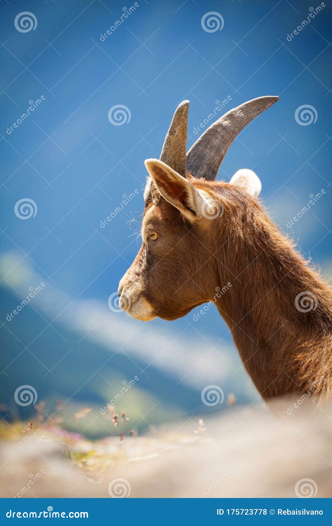 Goat of the Alps stock photo. Image of mountain, animal - 175723778