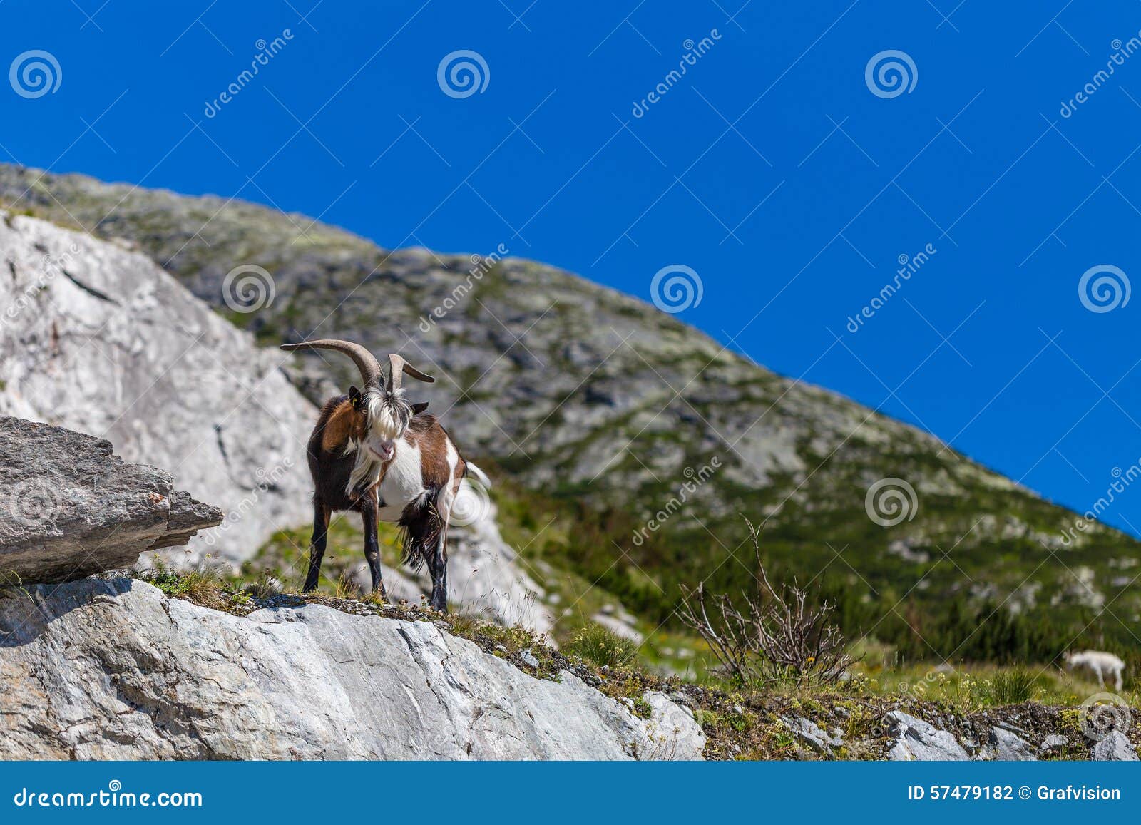 Goat in alps stock photo. Image of farming, outdoors - 57479182