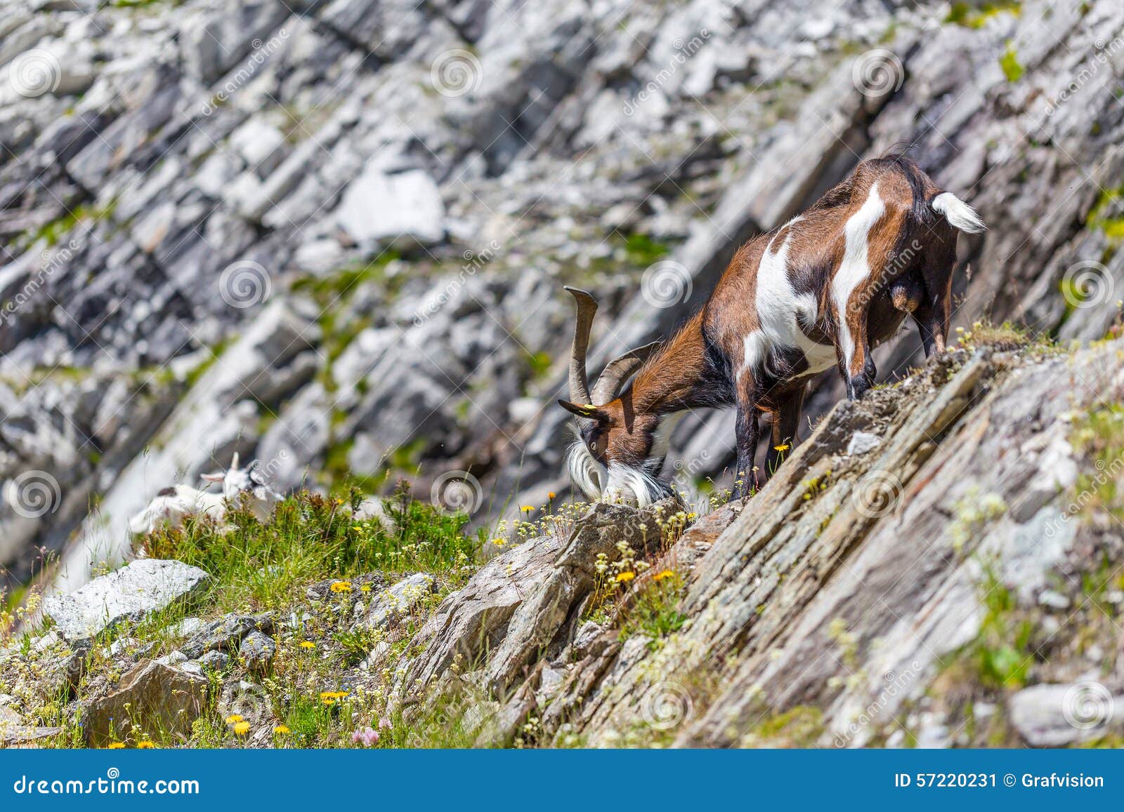 Goat in alps stock image. Image of horizontal, livestock - 57220231