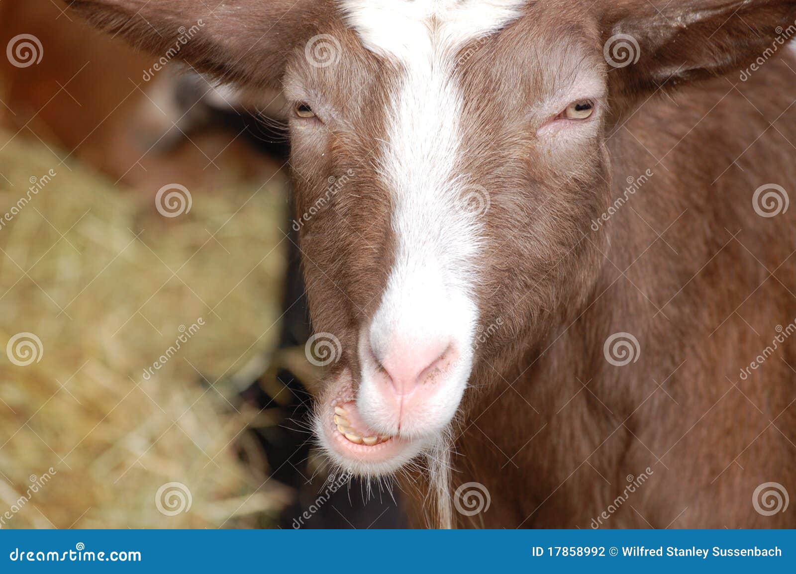 A goat animal chewing stock photo. Image of eyes, middle - 17858992