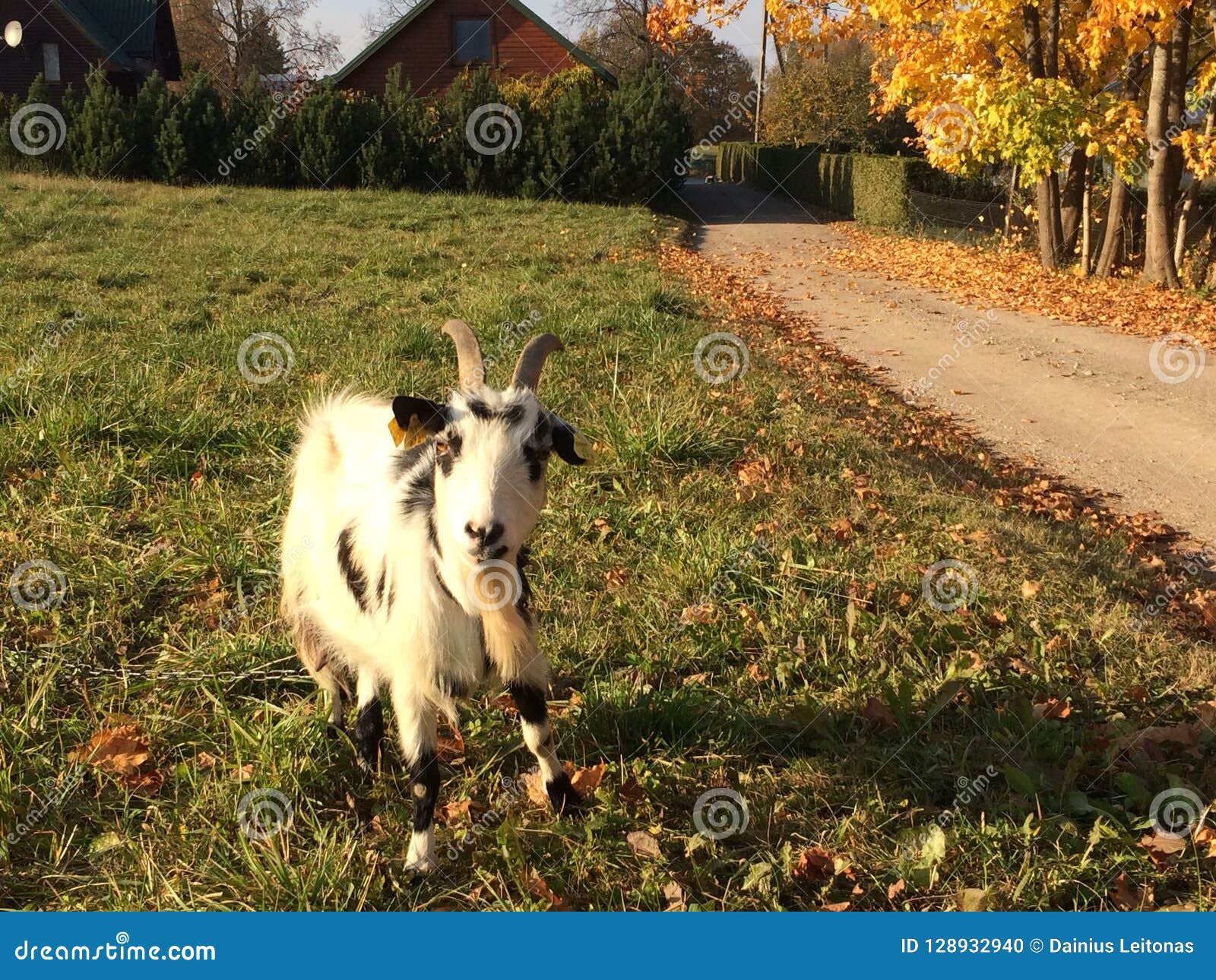 Goat stock photo. Image of animal, goat, walkers, nature - 128932940