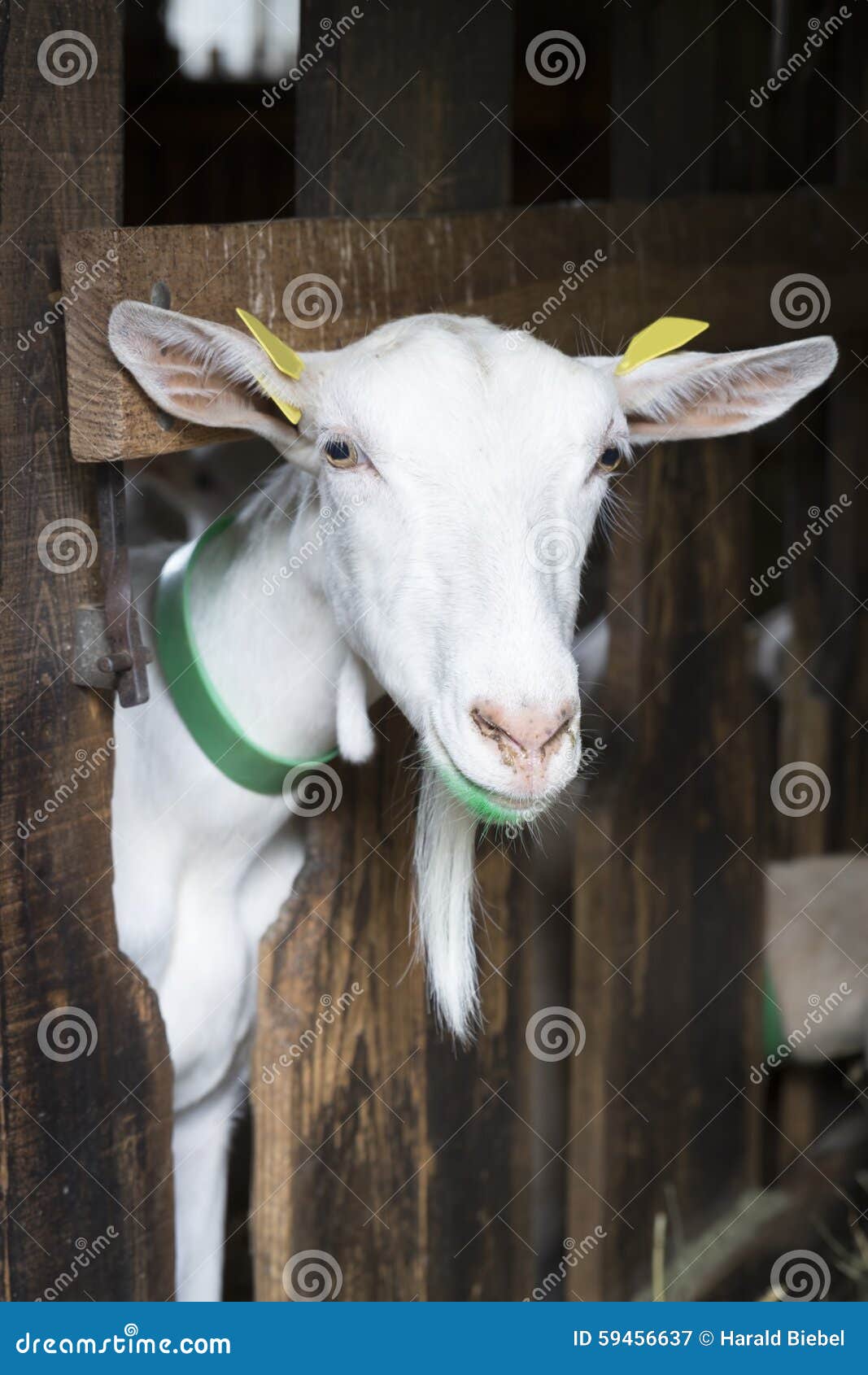 Goat in an animal stable stock image. Image of furry - 59456637