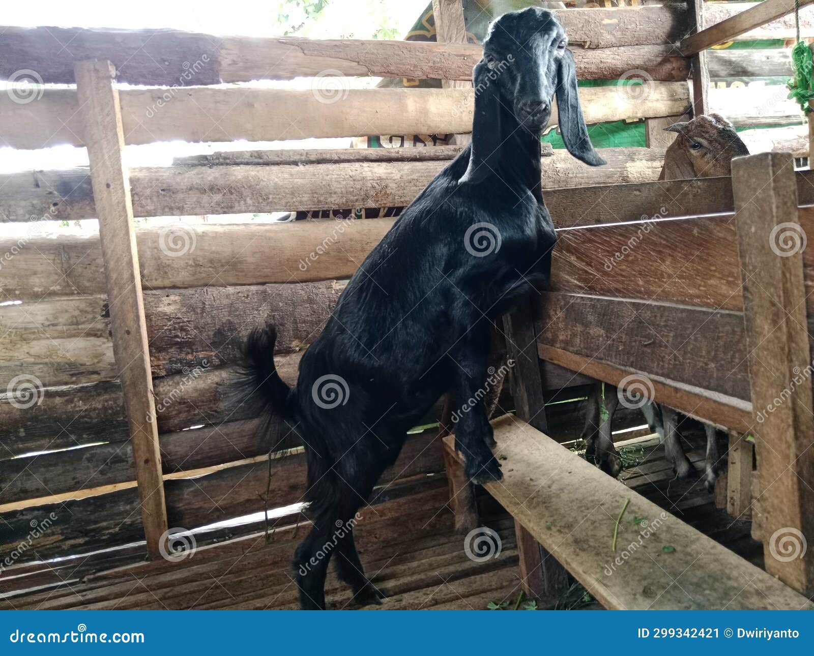 Goat animals room black stock image. Image of goat, room - 299342421