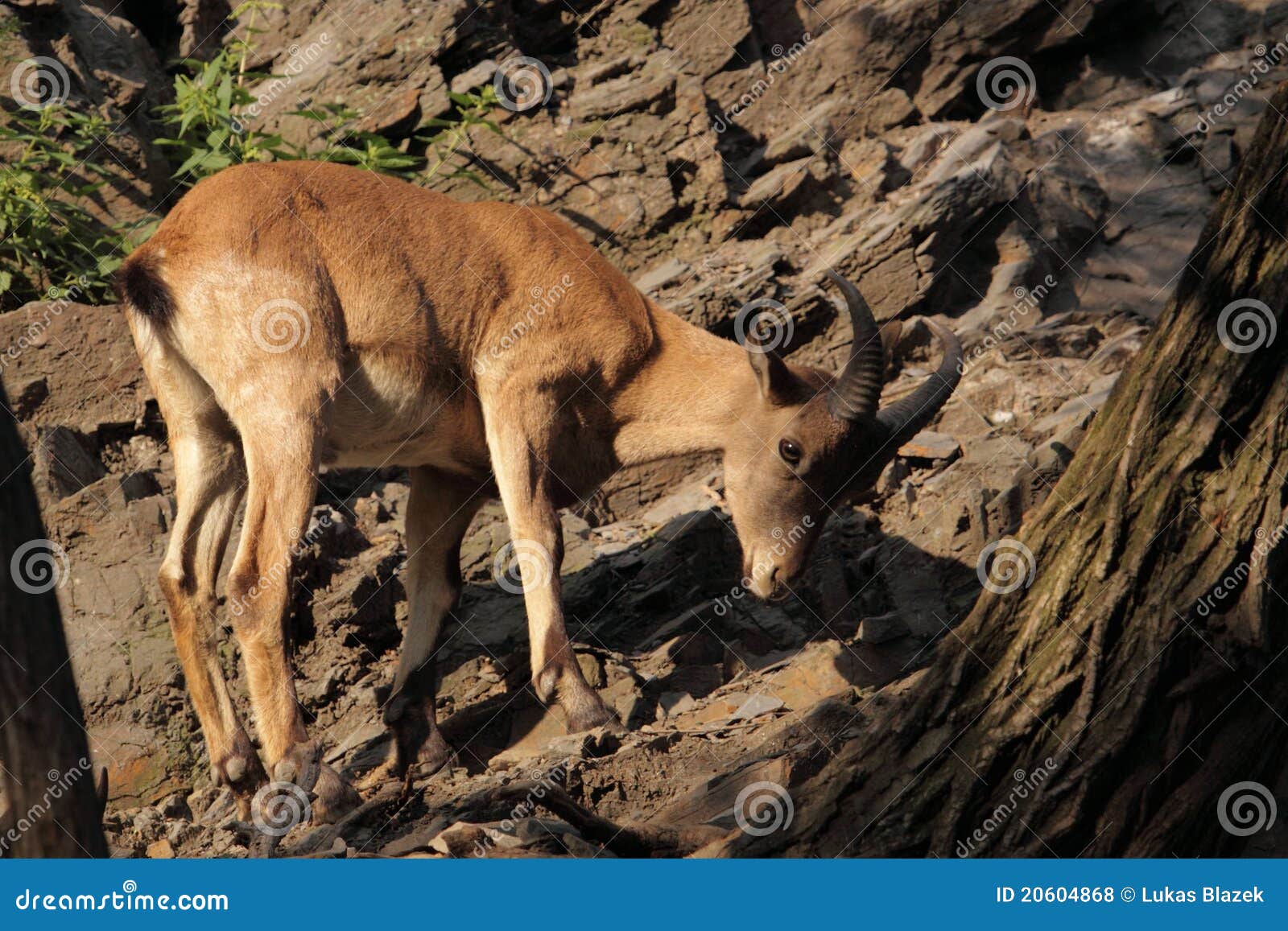 Goat antelope in rocks stock photo. Image of detail, juvenile - 20604868