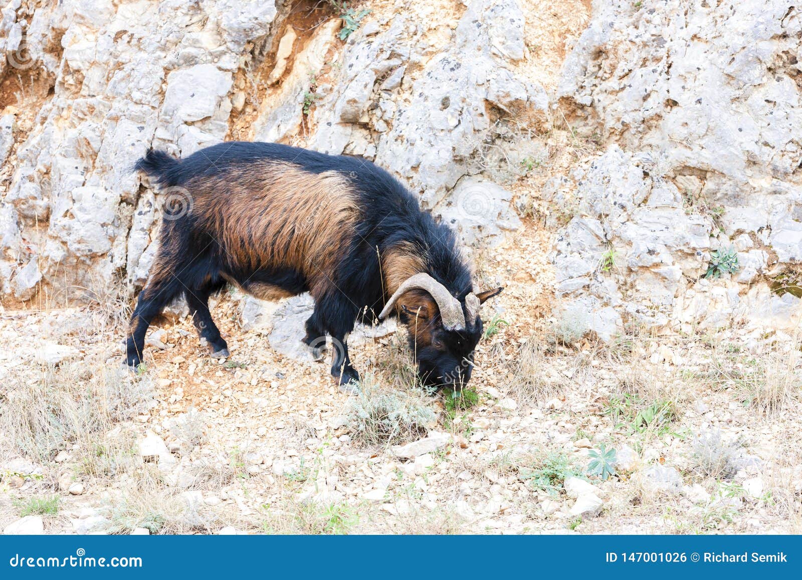 Goat in Ardeche, France stock photo. Image of rhone - 147001026