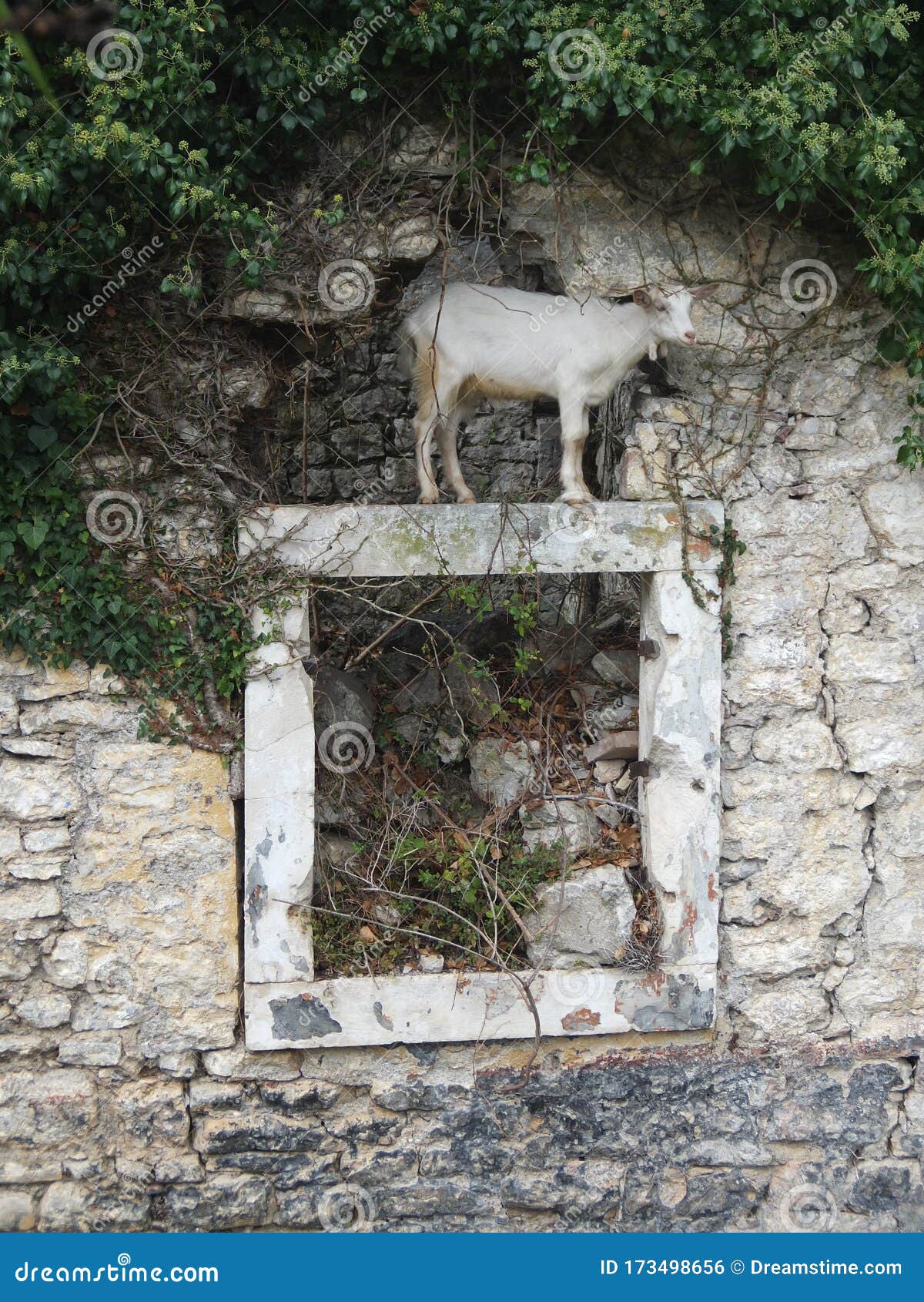Goat at the window stock photo. Image of architecture - 173498656