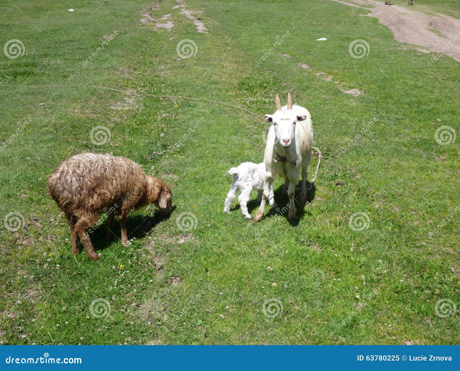 A Goat with a Baby and a Sheep Stock Image - Image of nature, livestock ...