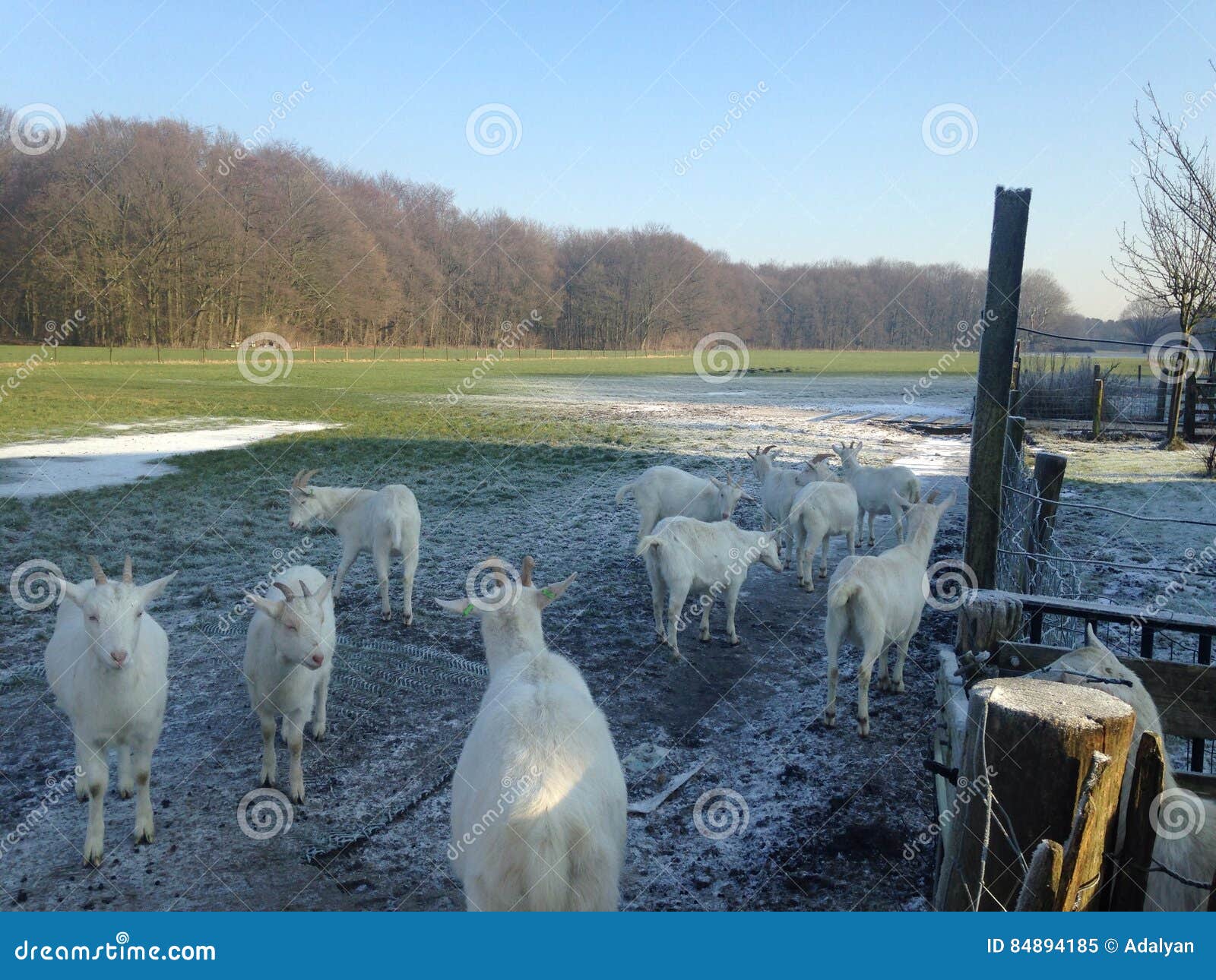 Goat on a Background of a Winter Landscape Stock Image - Image of farm ...