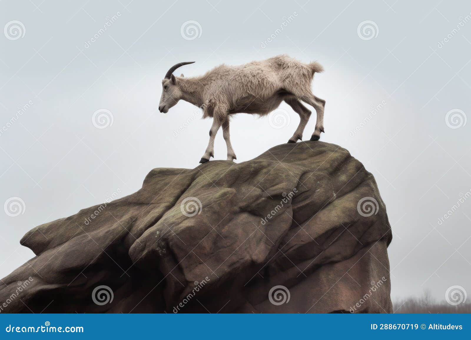 Goat Balancing on Precarious Rock Formation Stock Image - Image of ...