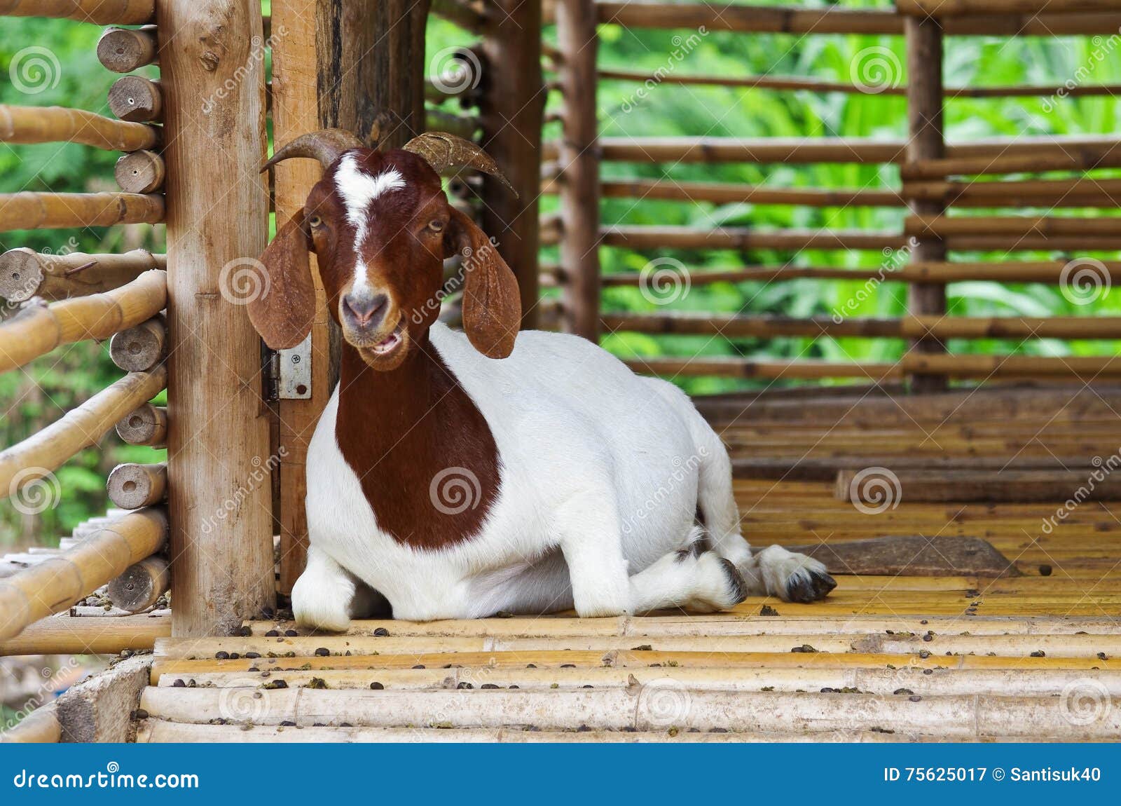 Goat in bamboo fold stock image. Image of farm, meadow - 75625017